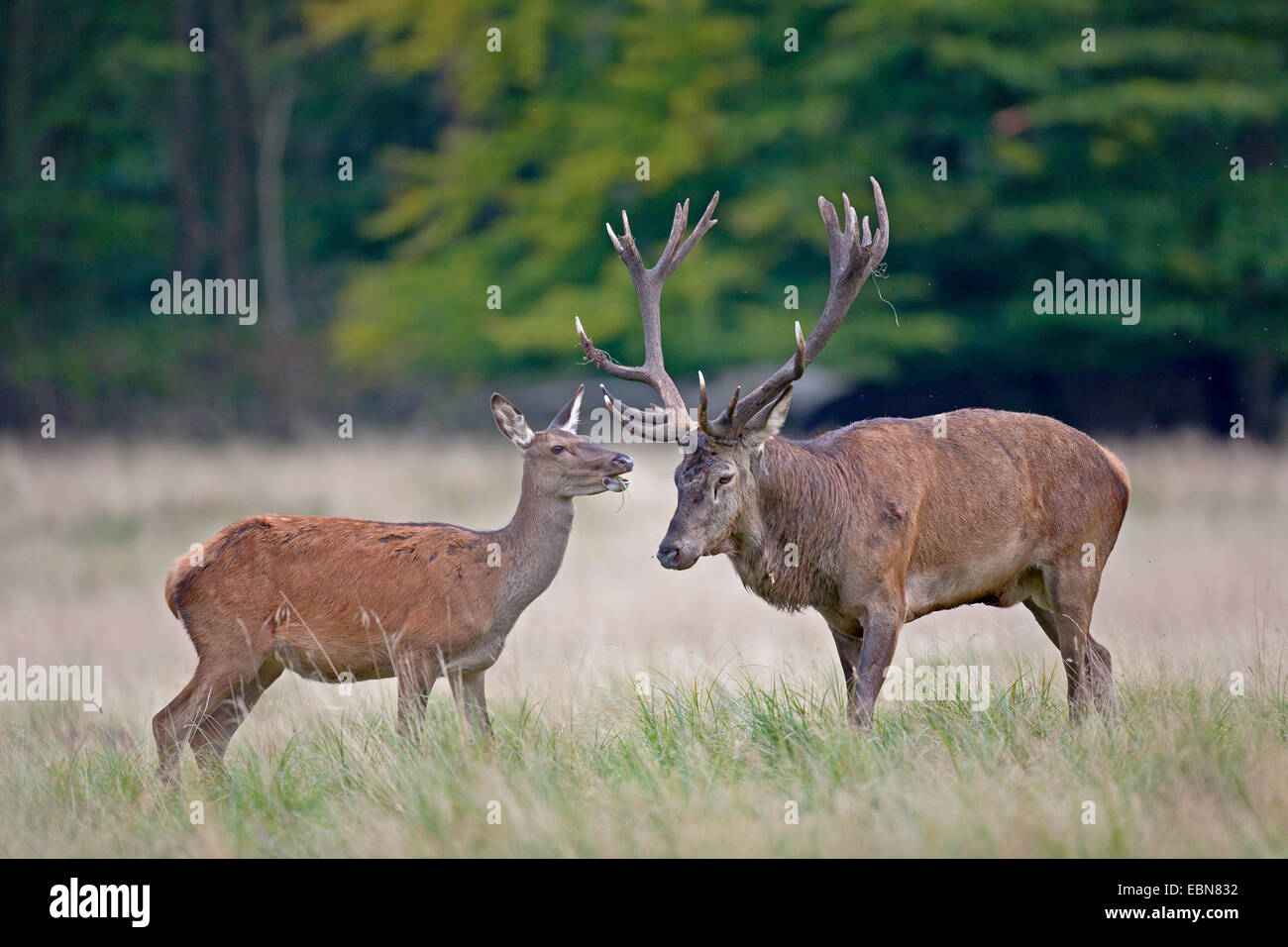 Hart and hind grazing hi-res stock photography and images - Alamy
