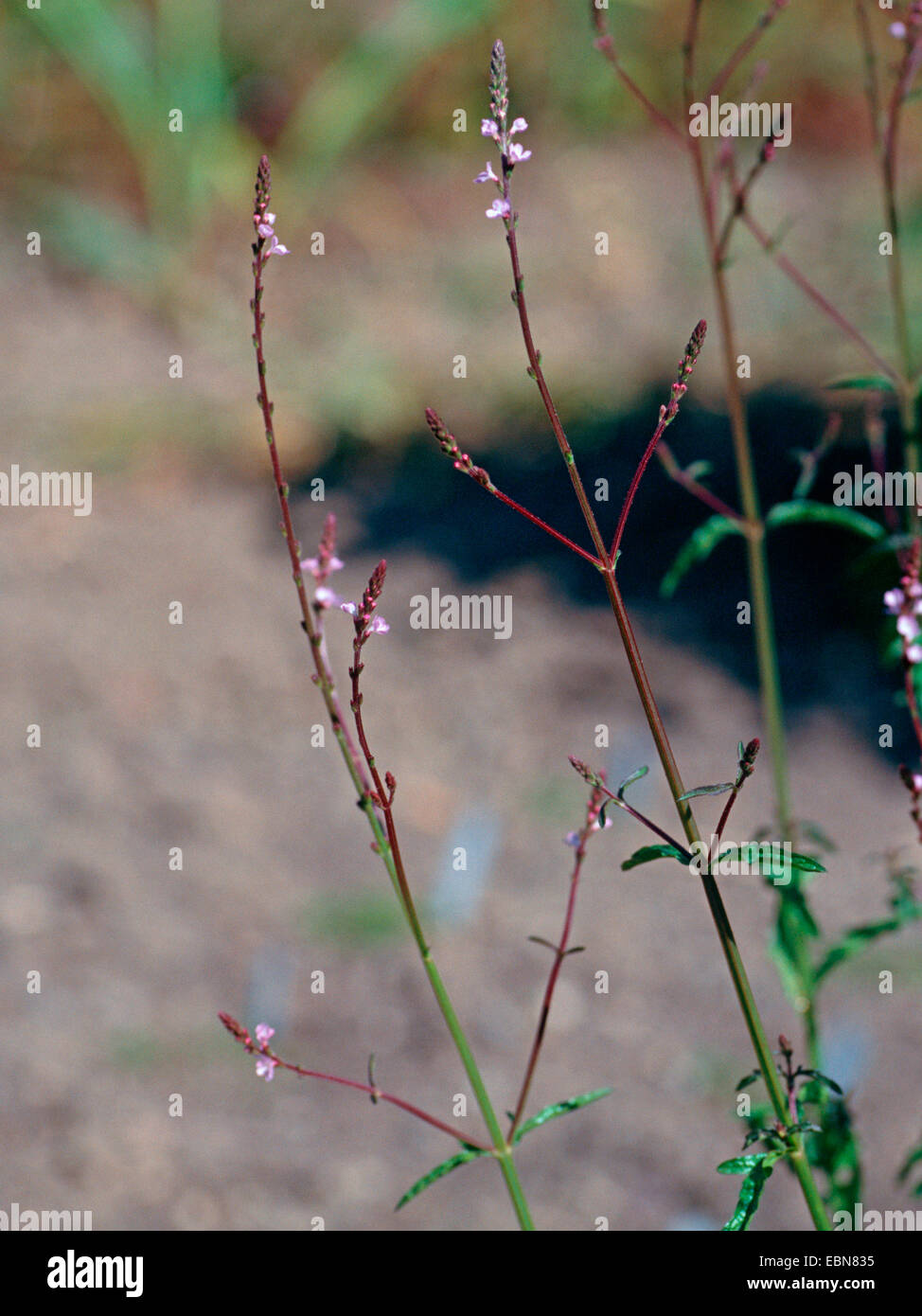 Verbena officinalis hi-res stock photography and images - Alamy