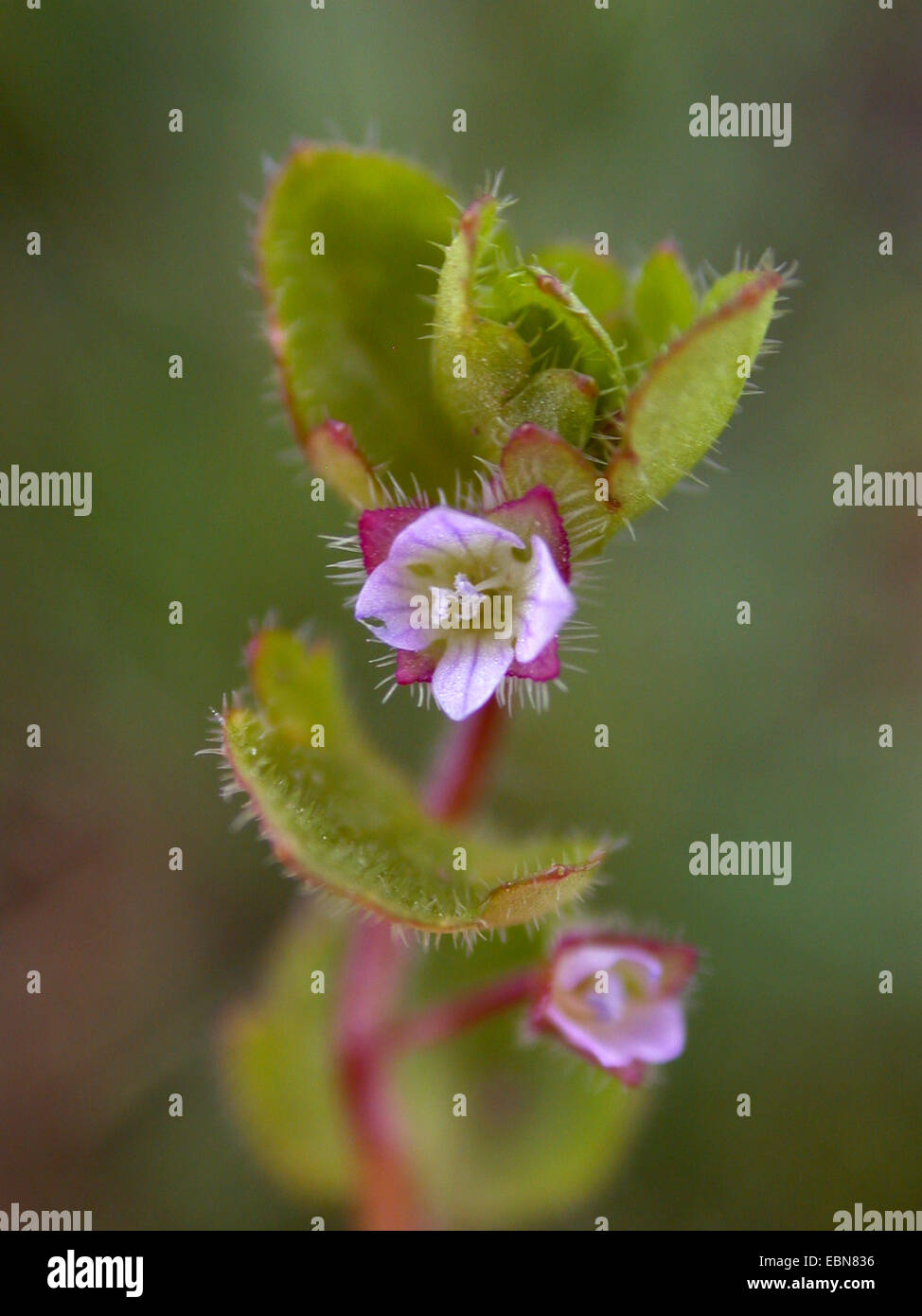 ivy-leaf speedwell (Veronica hederifolia subsp. sublobata, Veronica ...