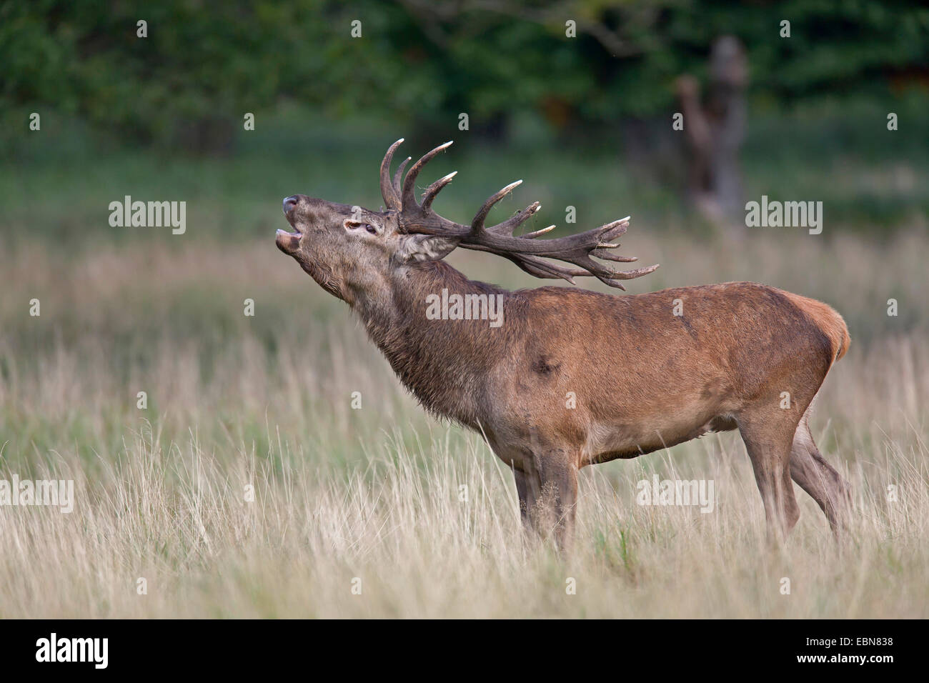 red deer (Cervus elaphus), hart roaring on rutting ground , Denmark ...