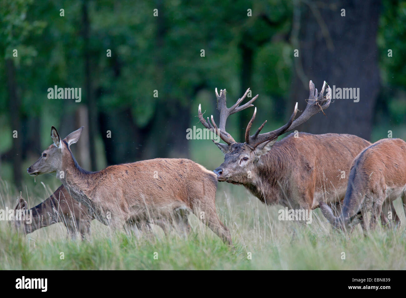red deer (Cervus elaphus), hart and hinds on a rutting ground, Denmark ...