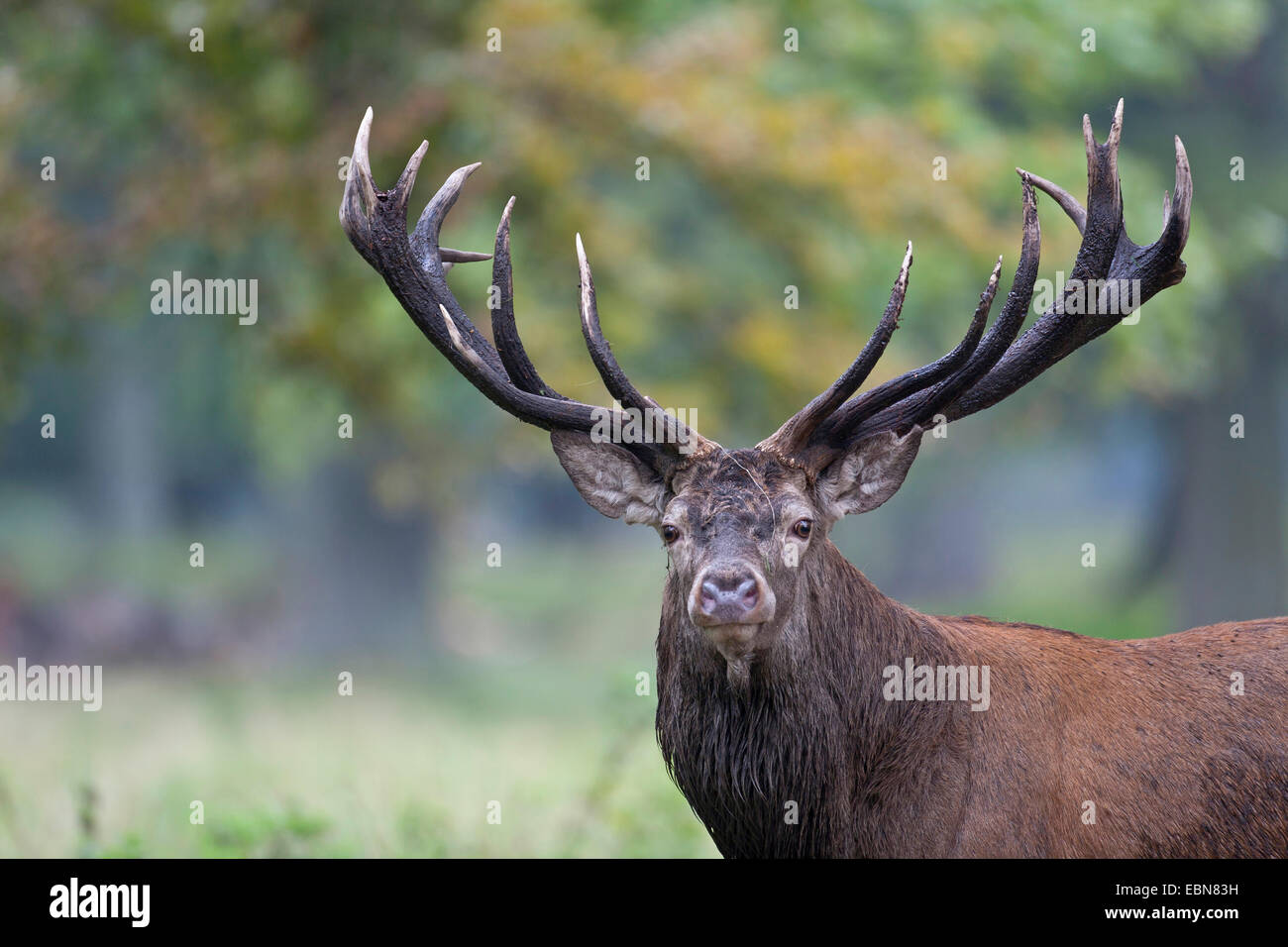 red deer (Cervus elaphus), portrait of a stag, Denmark, Seeland Stock ...