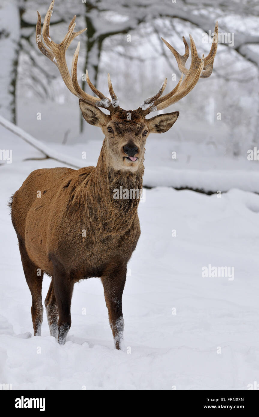 Red deer stag winter coat hi-res stock photography and images - Alamy