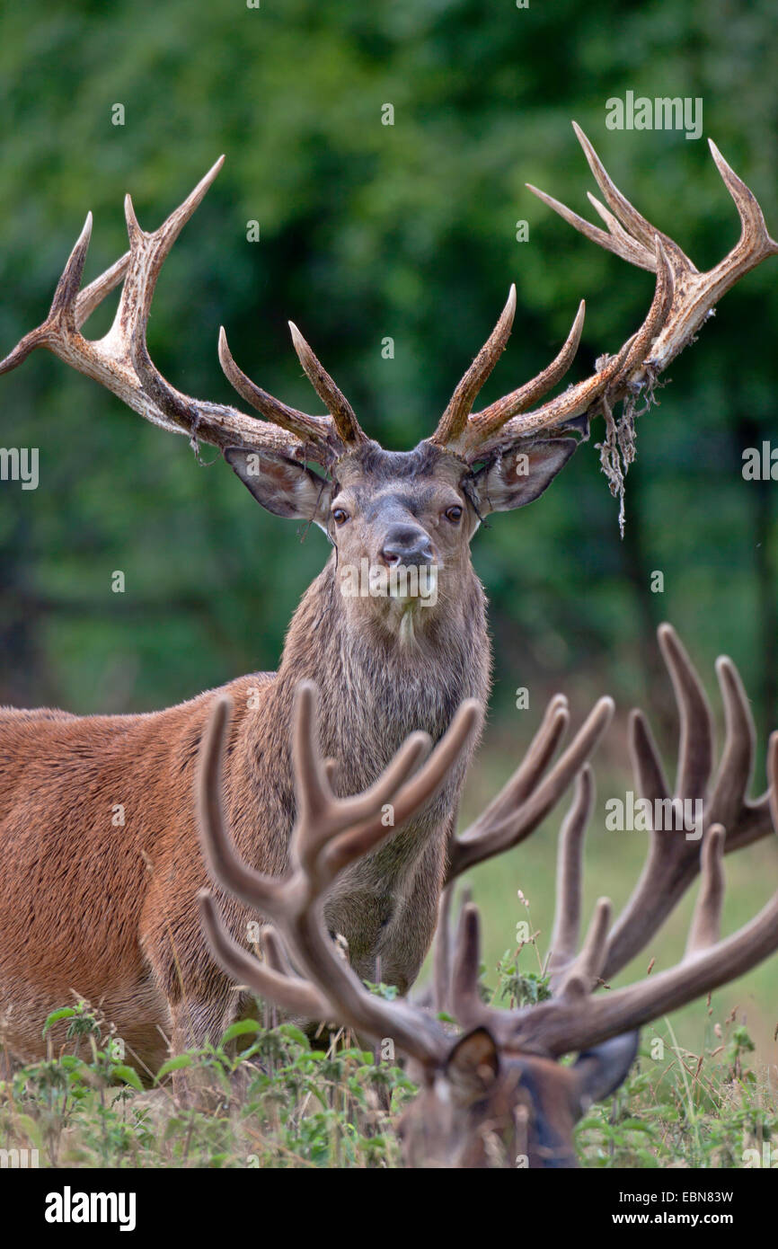 Deer antlers velvet hi-res stock photography and images - Alamy
