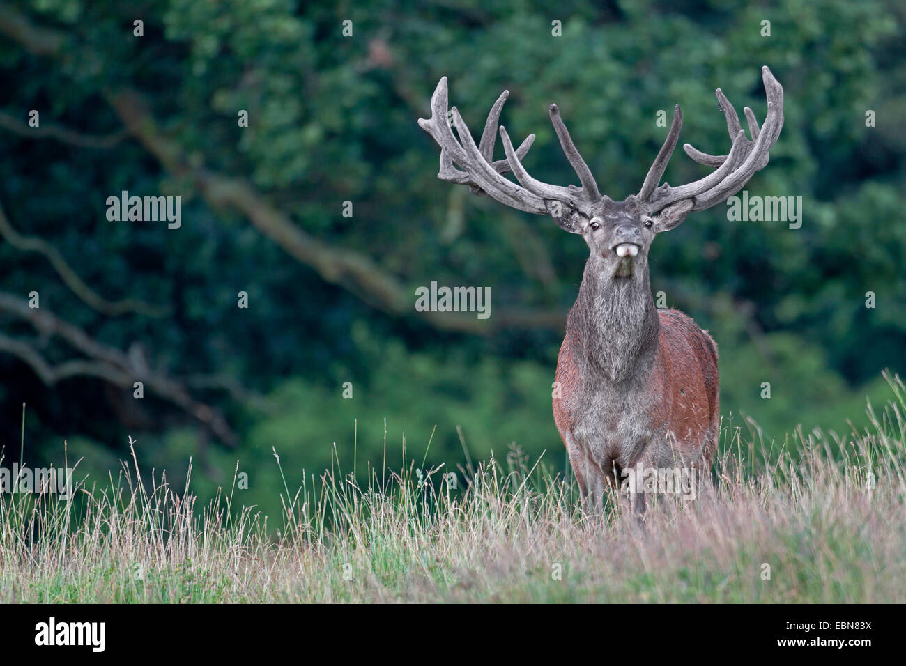 Red deer antler growth hi-res stock photography and images - Alamy