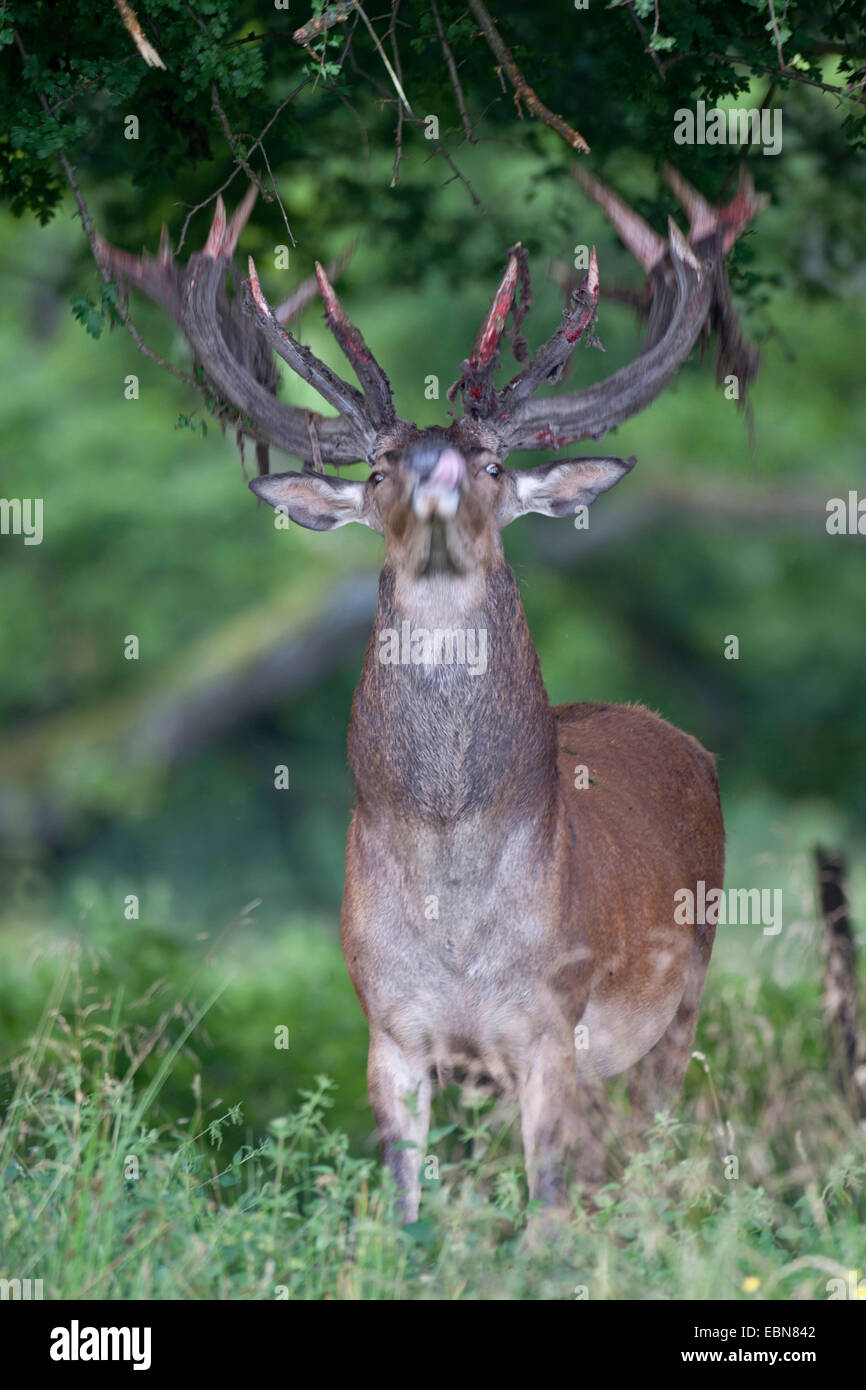 red deer (Cervus elaphus), stag with velvet relics at the antler ...