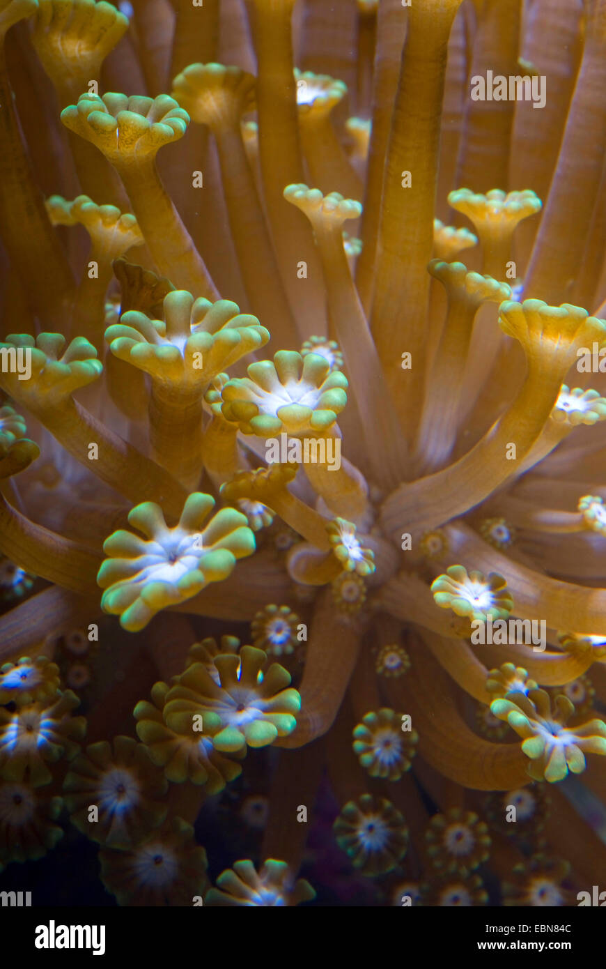 Alveopora coral hi-res stock photography and images - Alamy