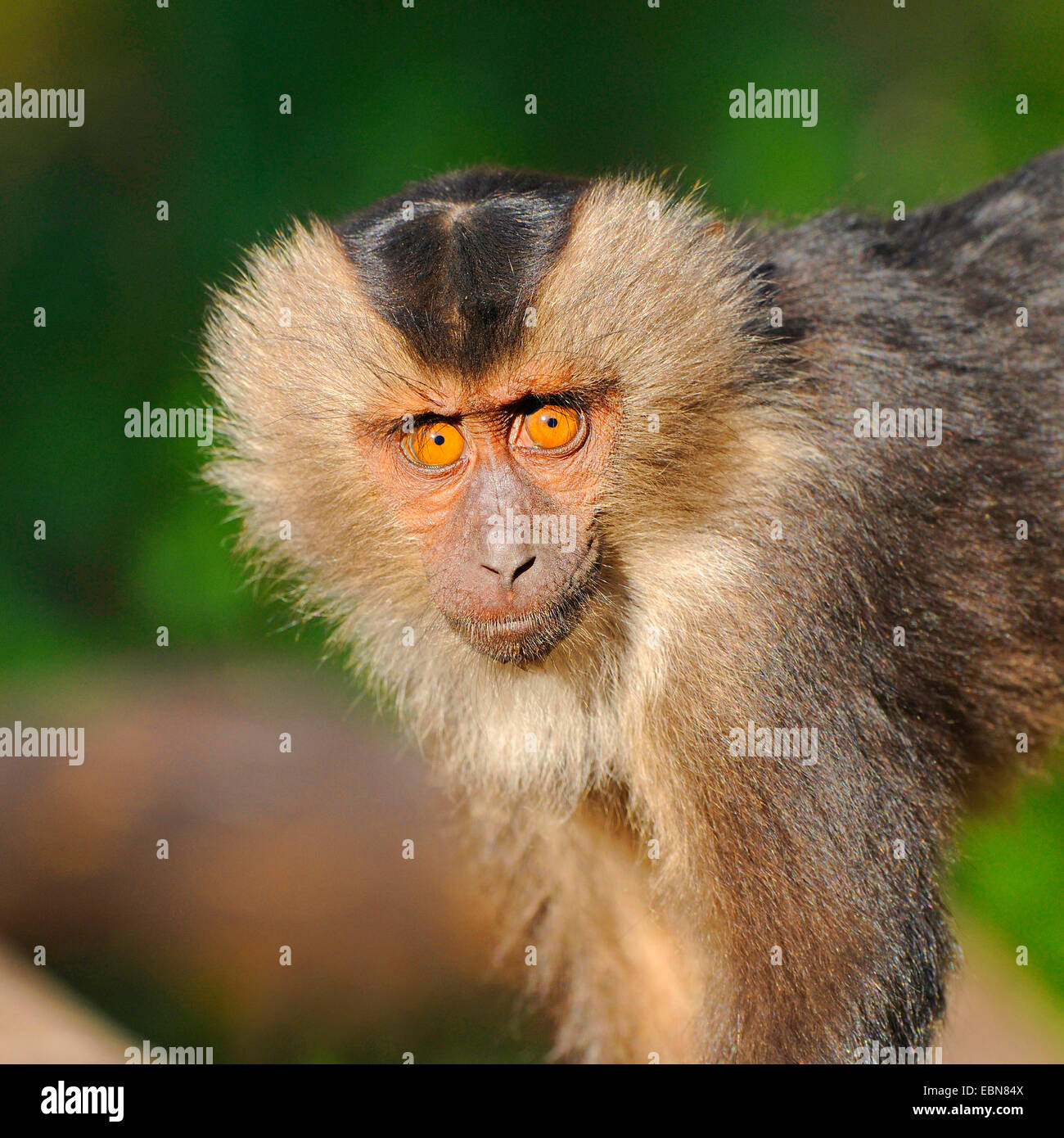 Lion Tailed Close Up High Resolution Stock Photography and Images - Alamy