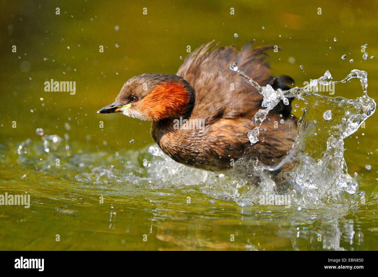 little grebe (Podiceps ruficollis, Tachybaptus ruficollis), splashing ...