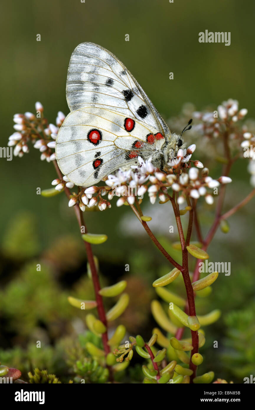 apollo (Parnassius apollo), sitting on its larval host plant; White ...