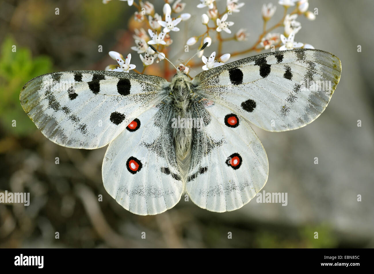 apollo (Parnassius apollo), sitting on its larval host plant, White ...