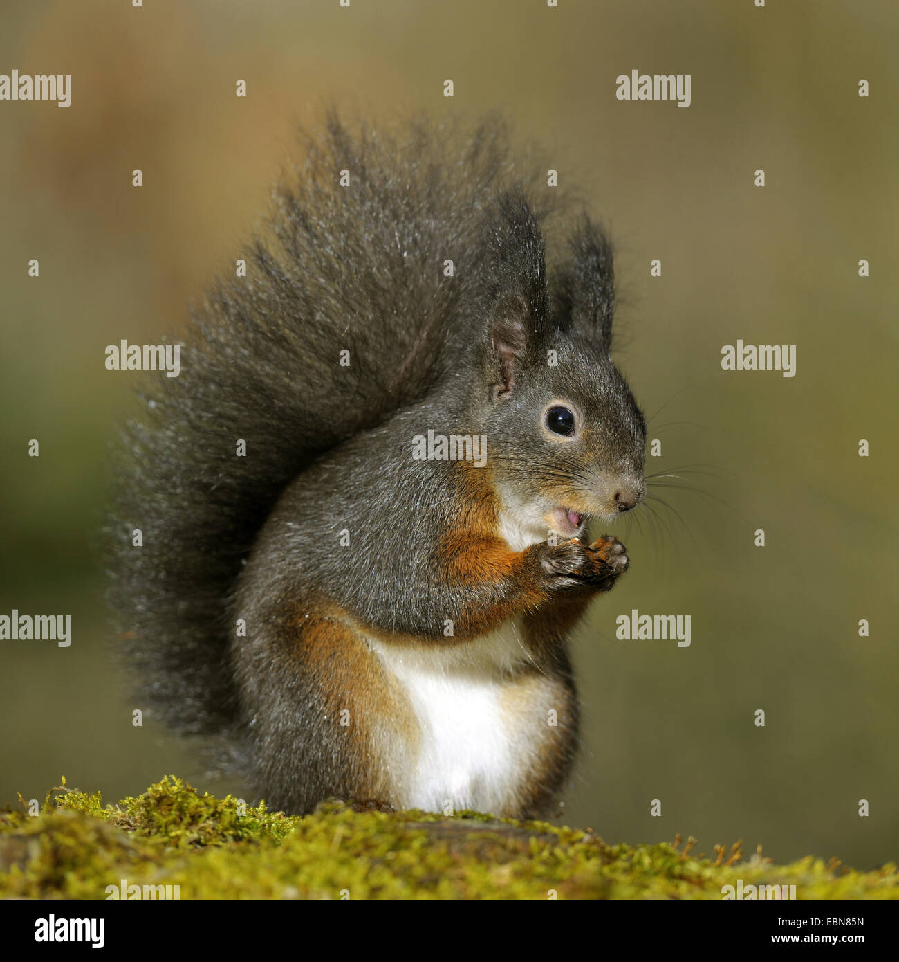 European red squirrel, Eurasian red squirrel (Sciurus vulgaris), black ...