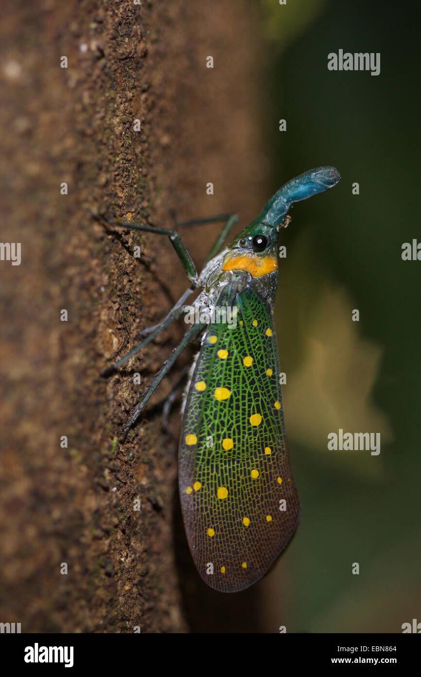 lanternflies, lantern flies, fulgorid planthoppers (Fulgoridae ...