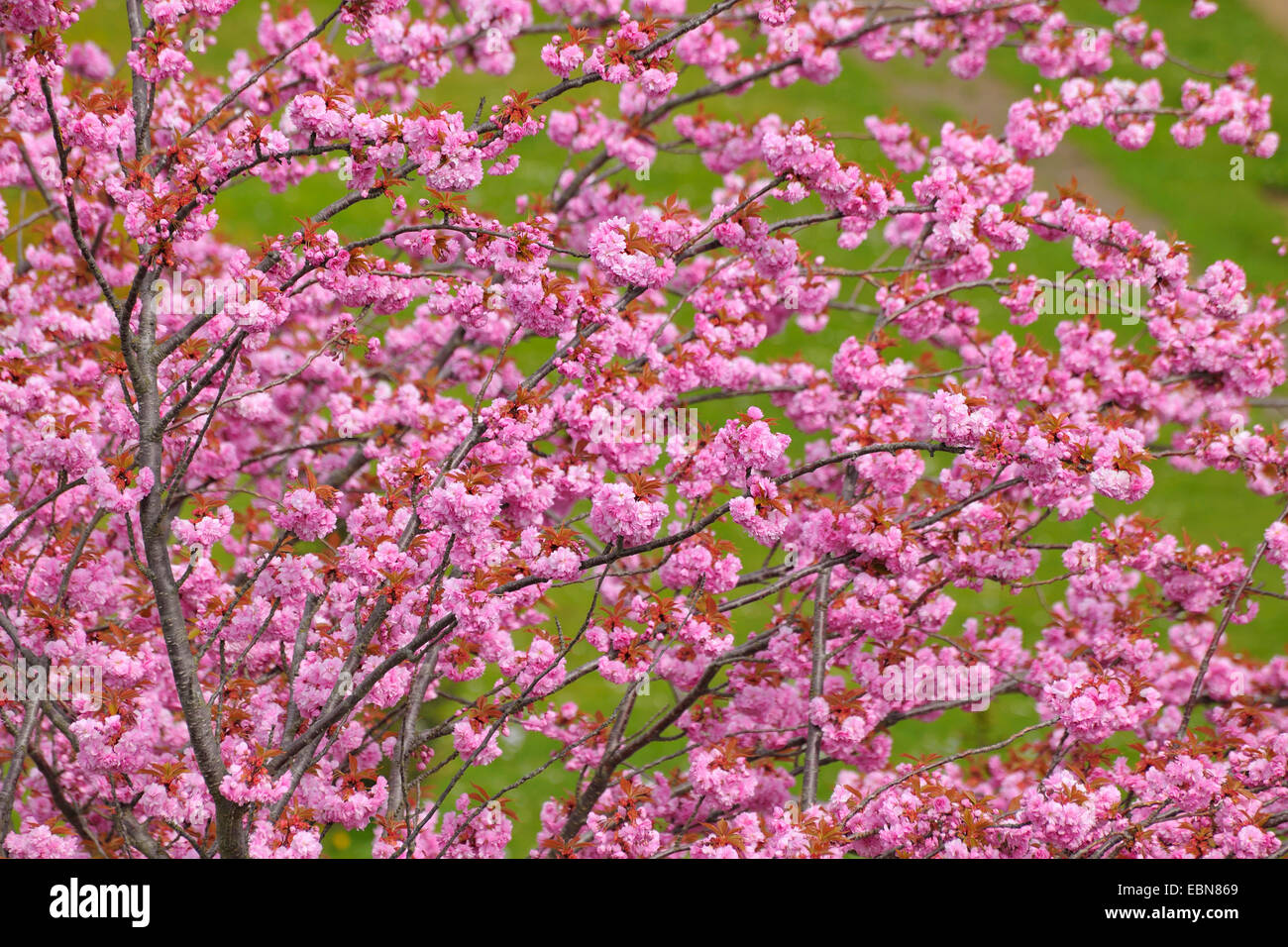 Ornamental cherry prunus spec hi-res stock photography and images - Alamy