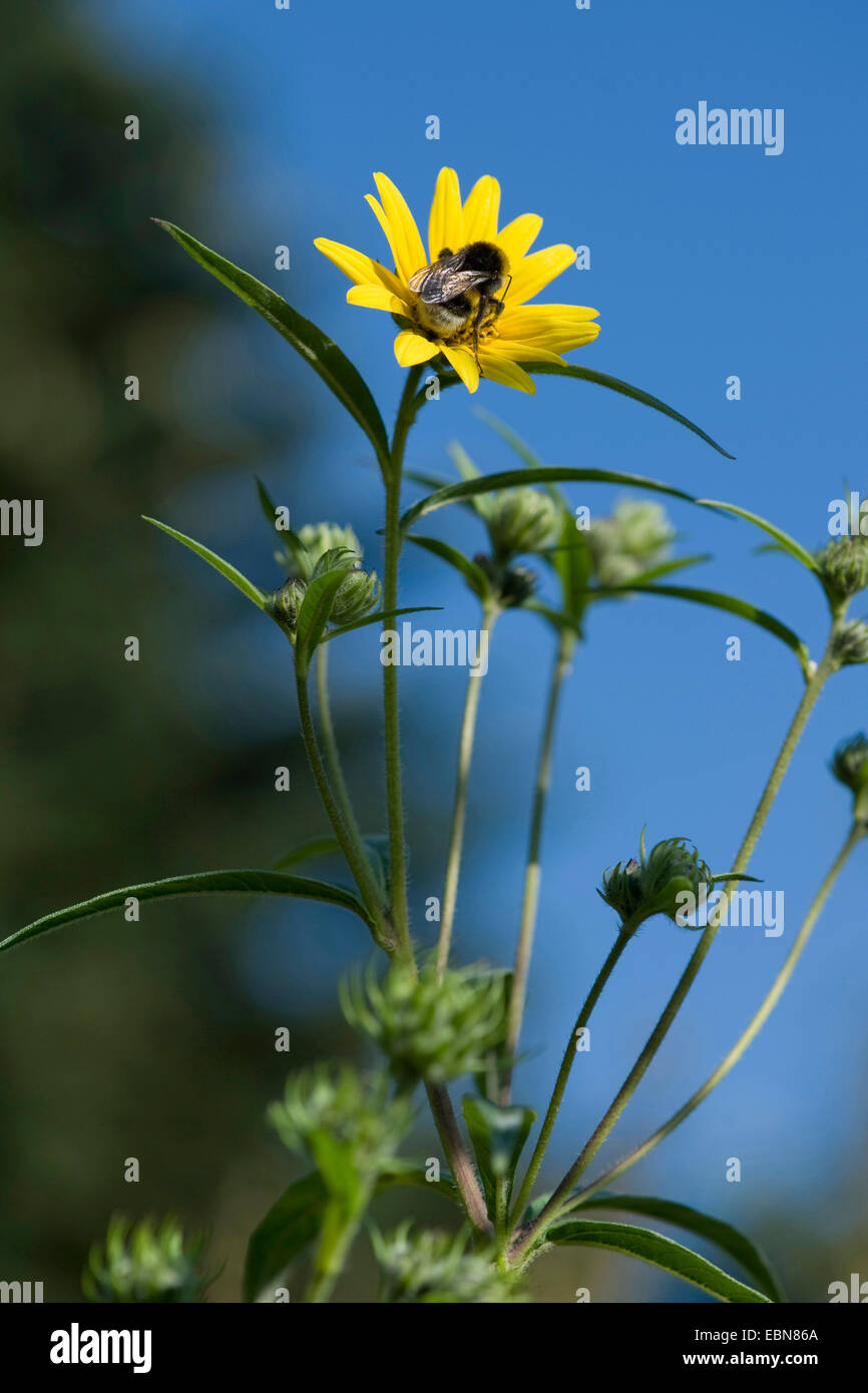 Few-Leaf Sunflower, Western sunflower, McDowell sunflower (Helianthus ...