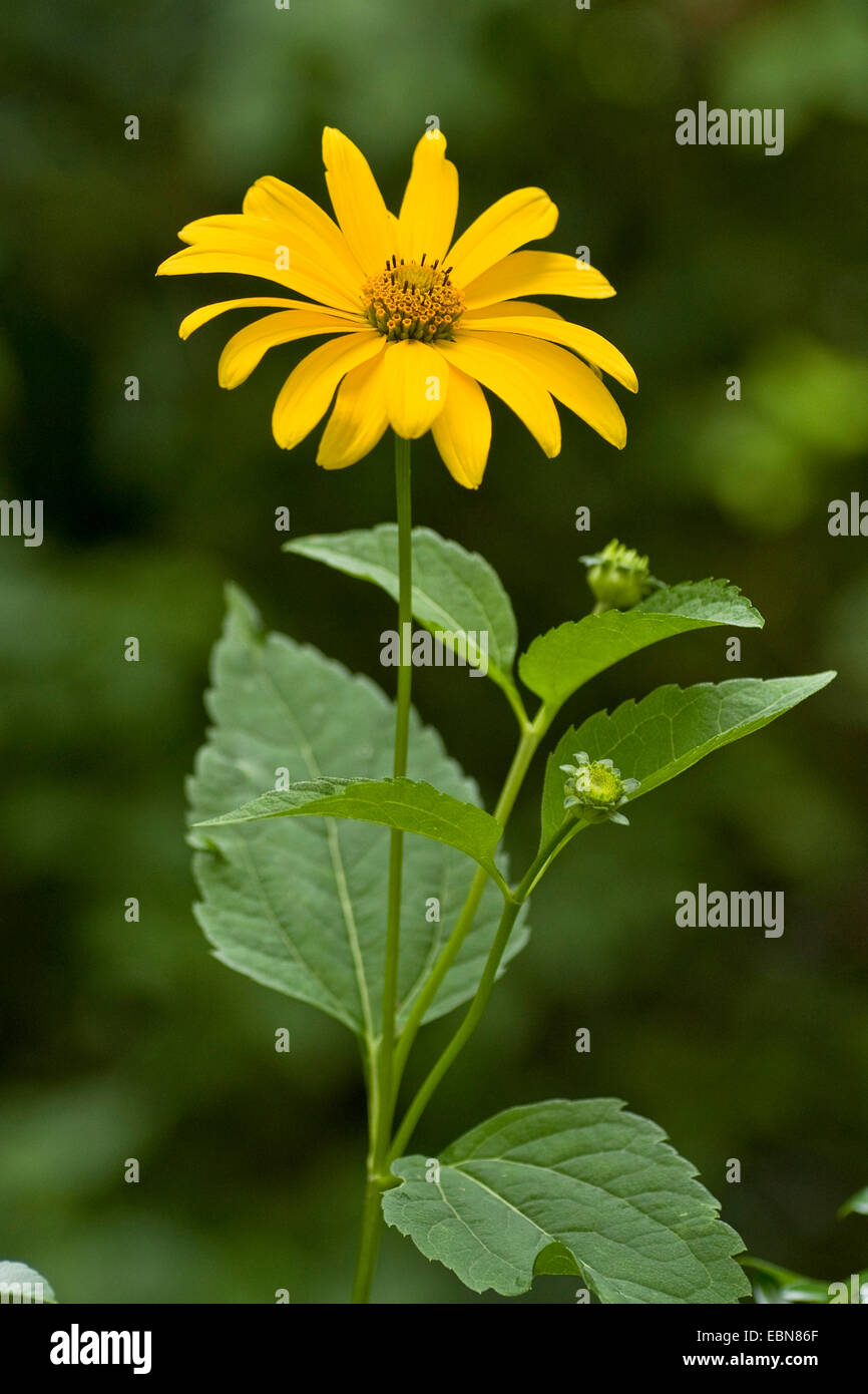 Sunchoke sunroot flower hi-res stock photography and images - Alamy