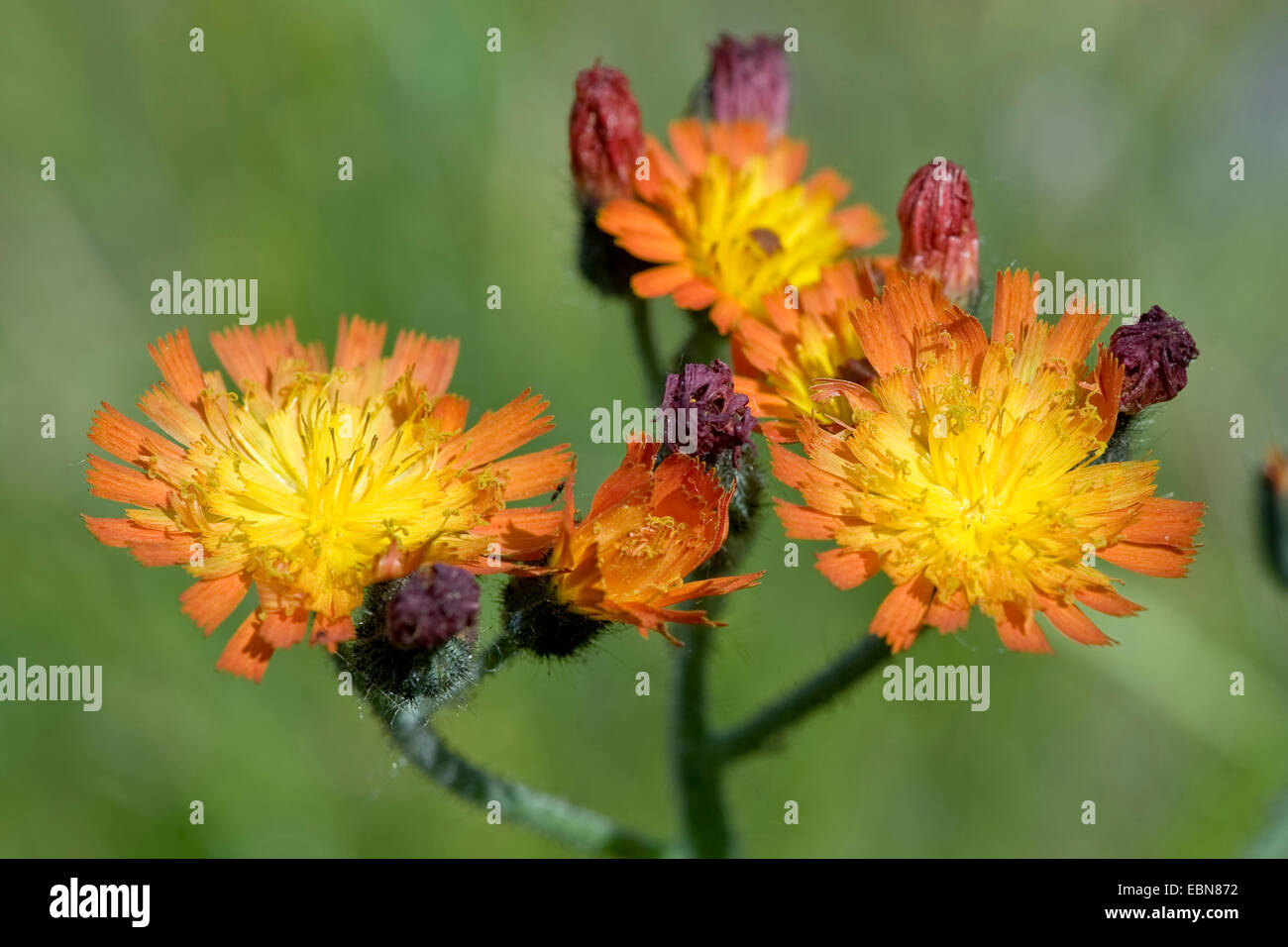 Grim hi-res stock photography and images - Alamy