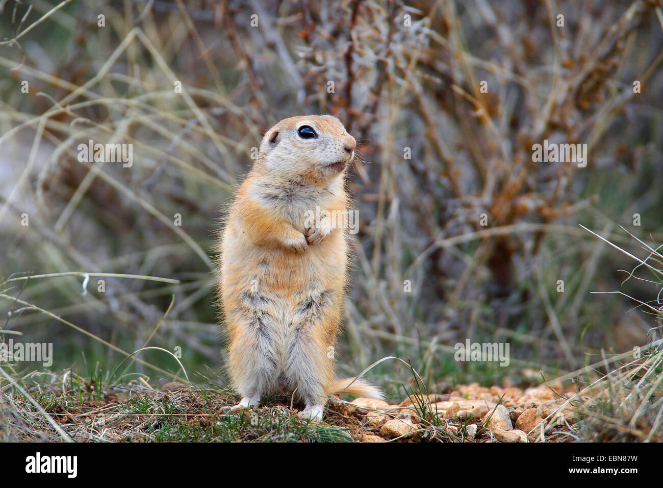 European ground squirrel, European suslik, European souslik (Citellus ...