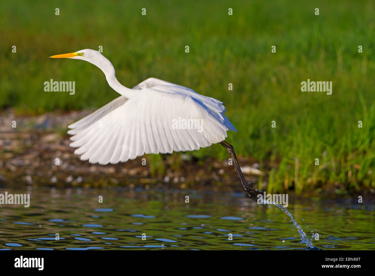 great egret, Great White Egret (Egretta alba, Casmerodius albus, Ardea ...