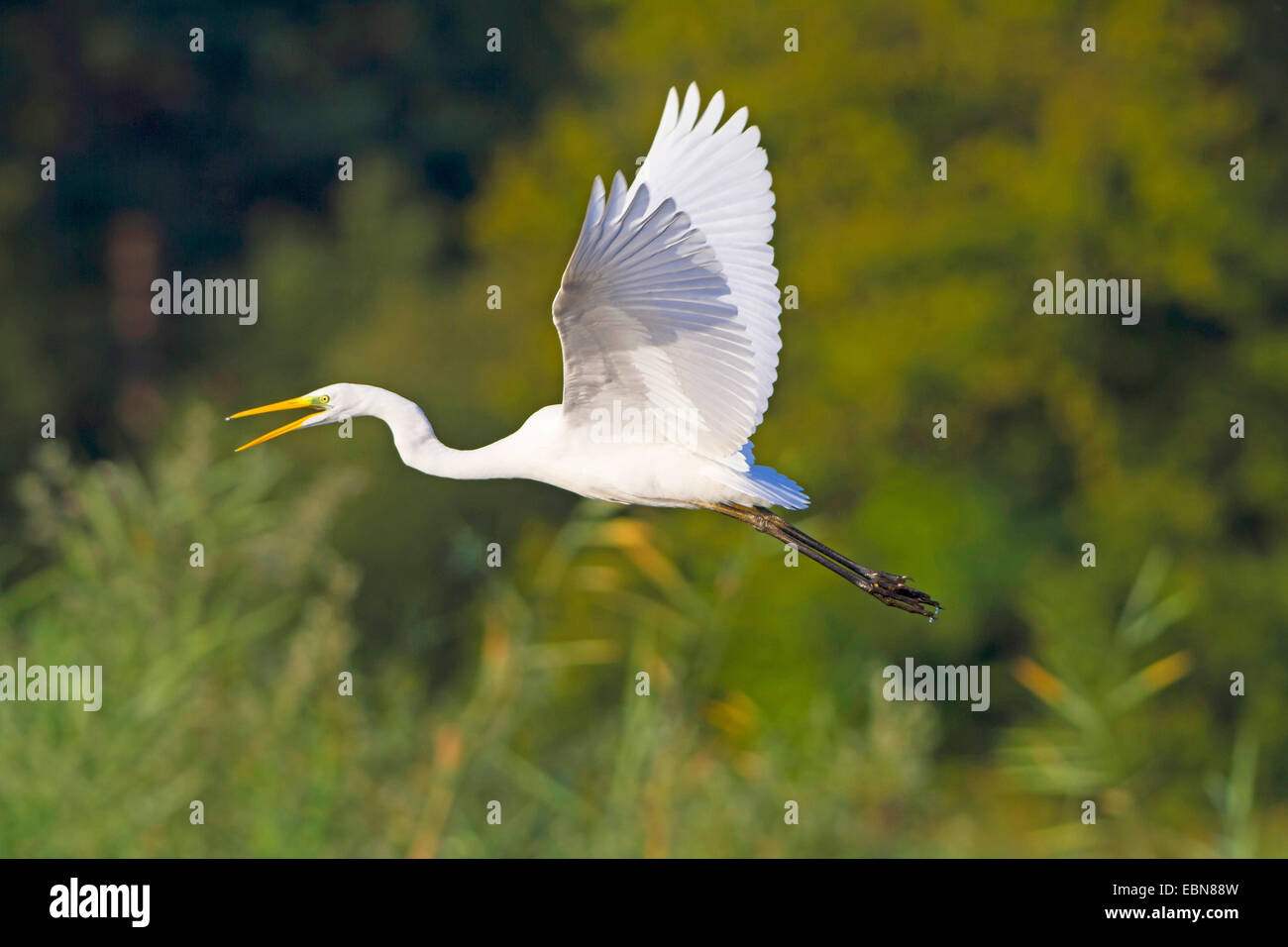 great egret, Great White Egret (Egretta alba, Casmerodius albus, Ardea ...