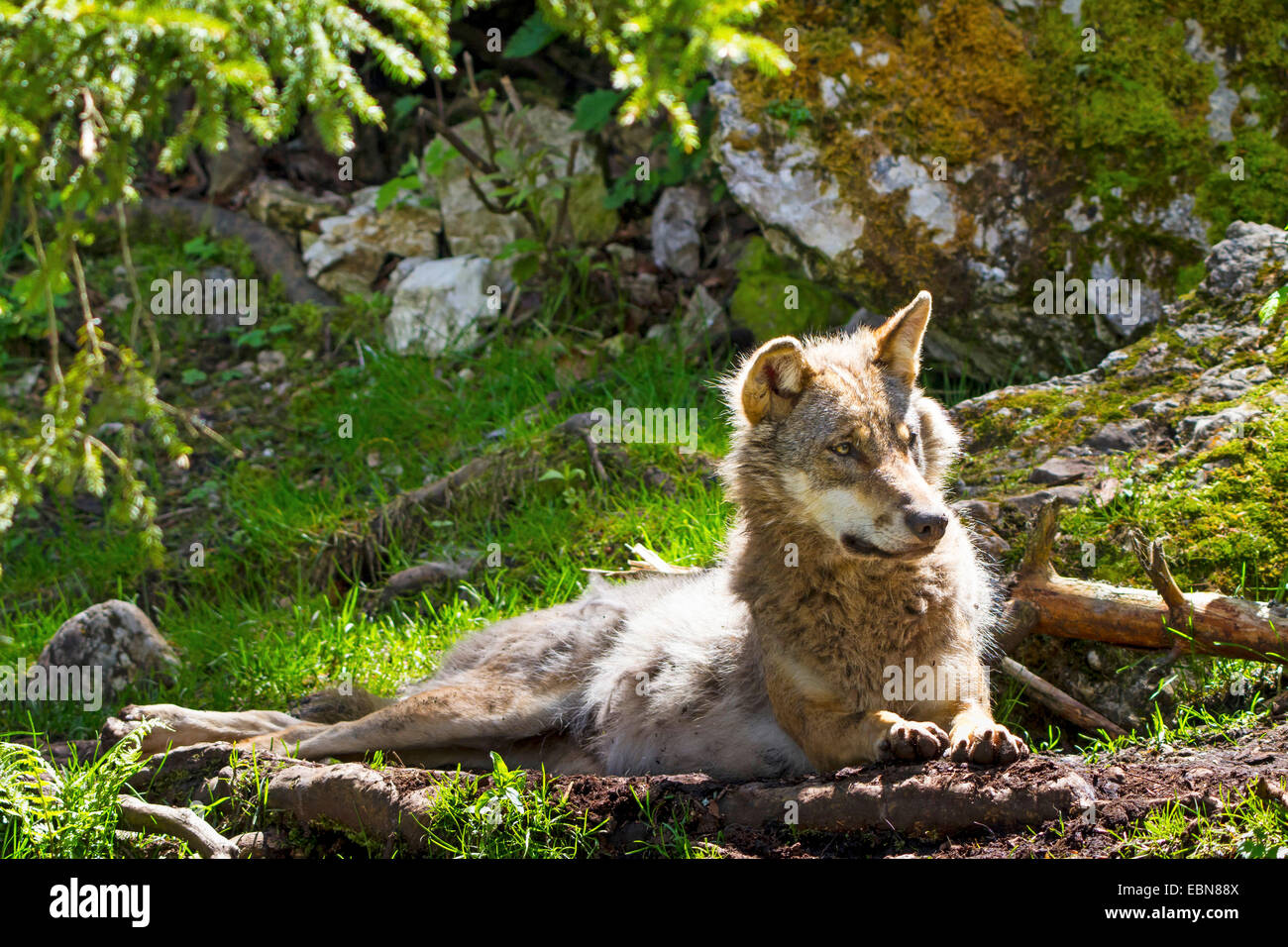 Mogollon Mountain Wolf