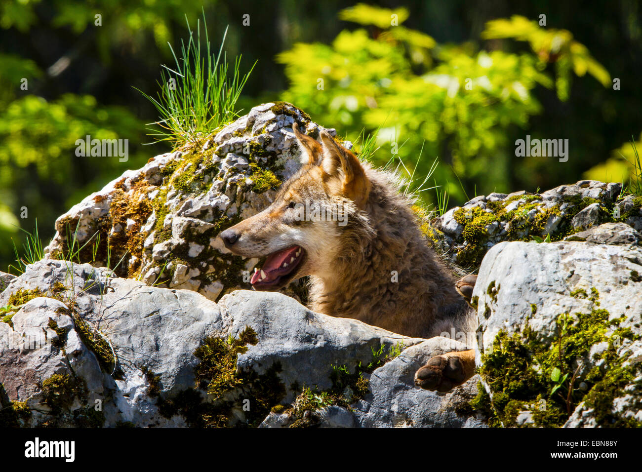 European gray wolf (Canis lupus lupus), peering behind a boulder ...