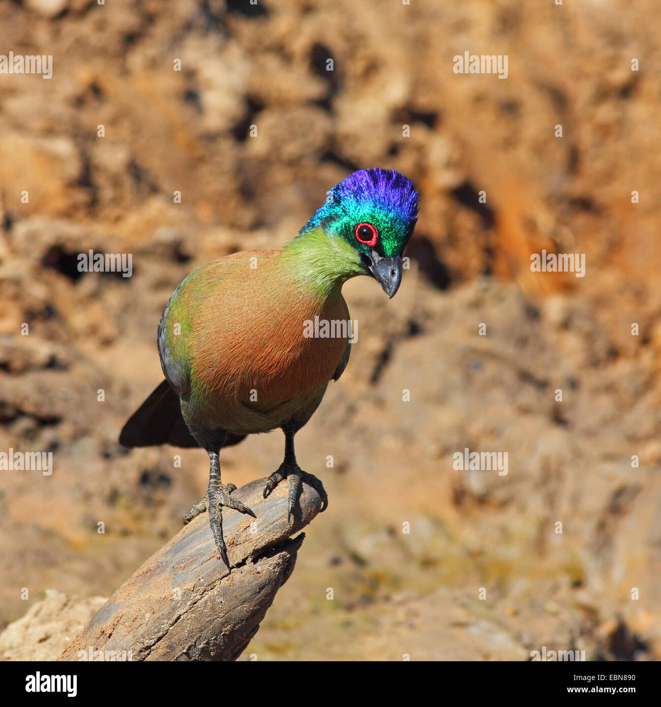 Purple crested turaco hi-res stock photography and images - Alamy