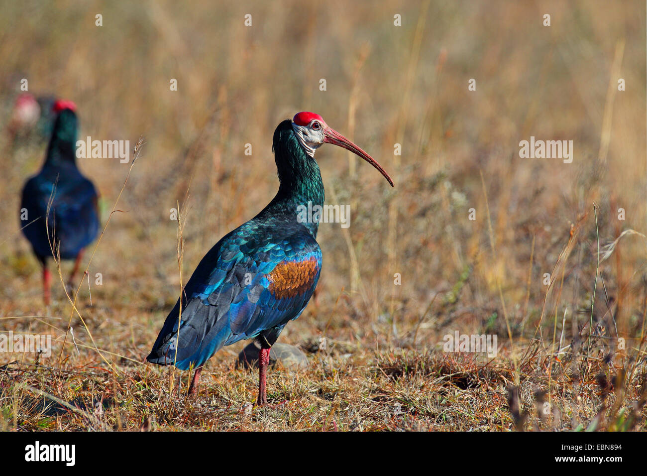 Bald ibis (Geronticus calvus), bald ibis looking for food, South Africa ...