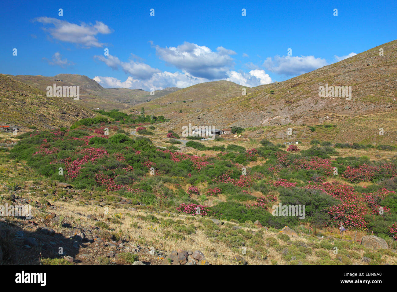Meladia valley with flowering oleander, Greece, Lesbos Stock Photo - Alamy