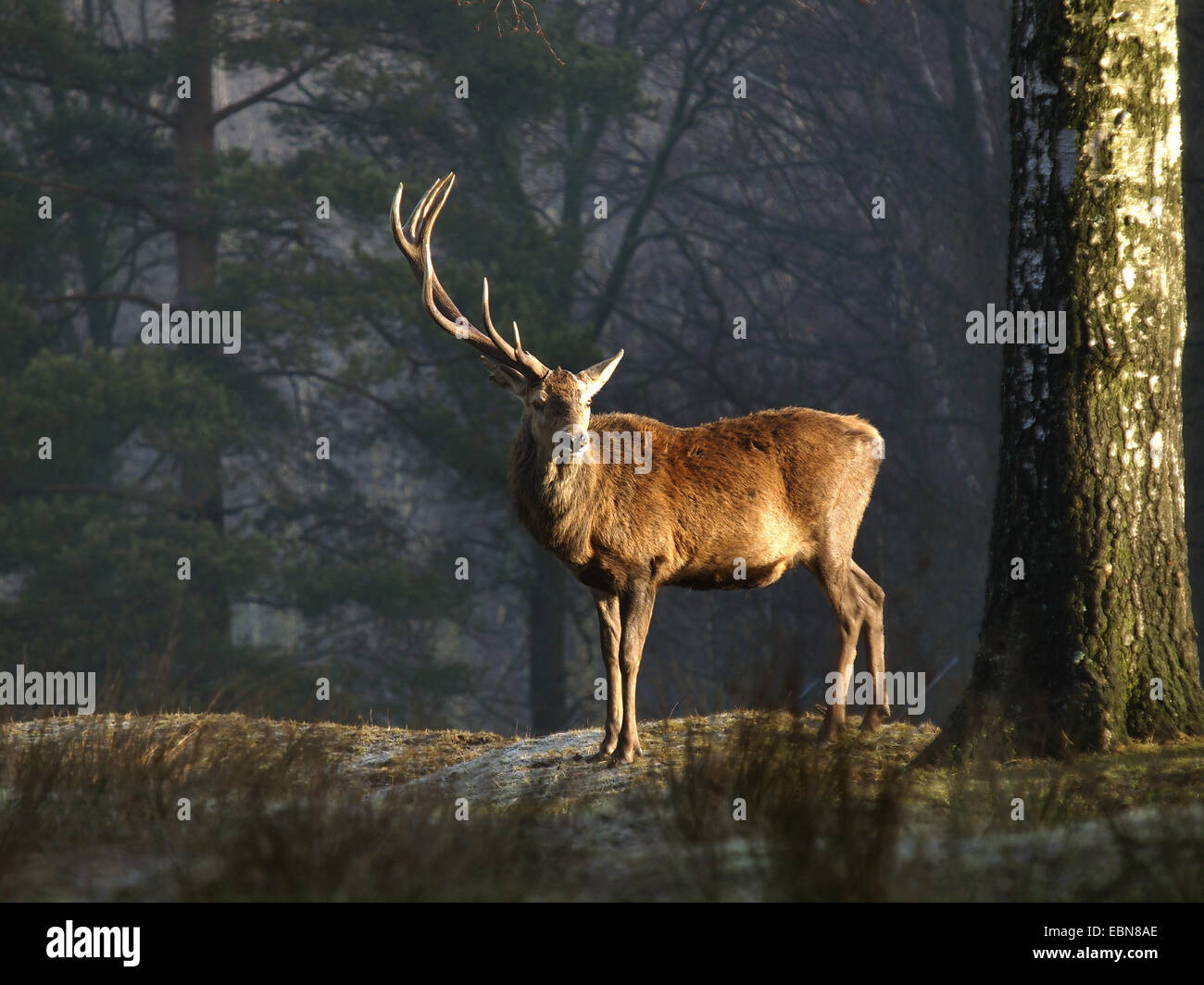 red deer (Cervus elaphus), bull having lost a main beam standing at a ...