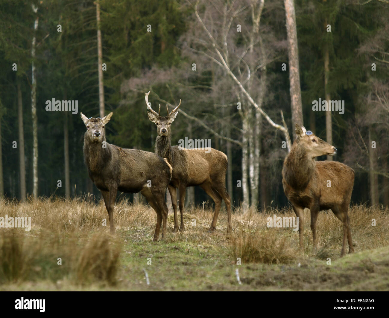 Edge horns hi-res stock photography and images - Alamy