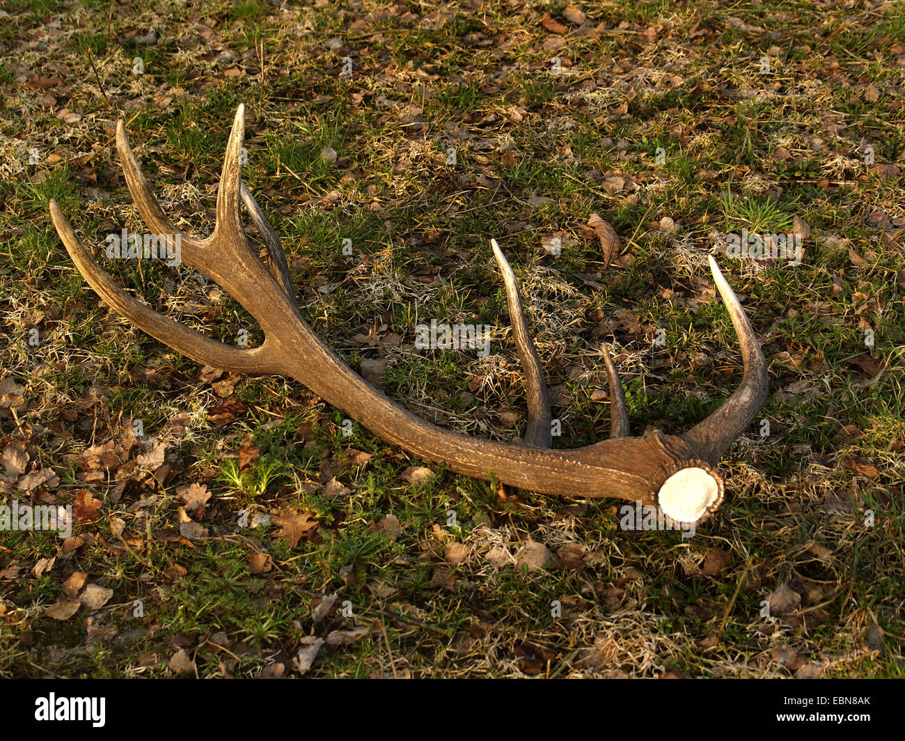 Main beam hi-res stock photography and images - Alamy