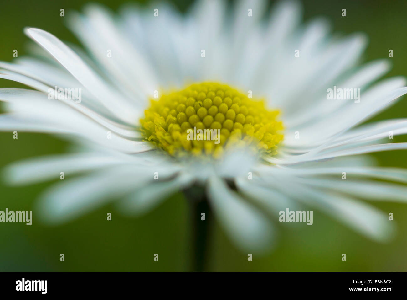 common daisy, lawn daisy, English daisy (Bellis perennis), blossom ...