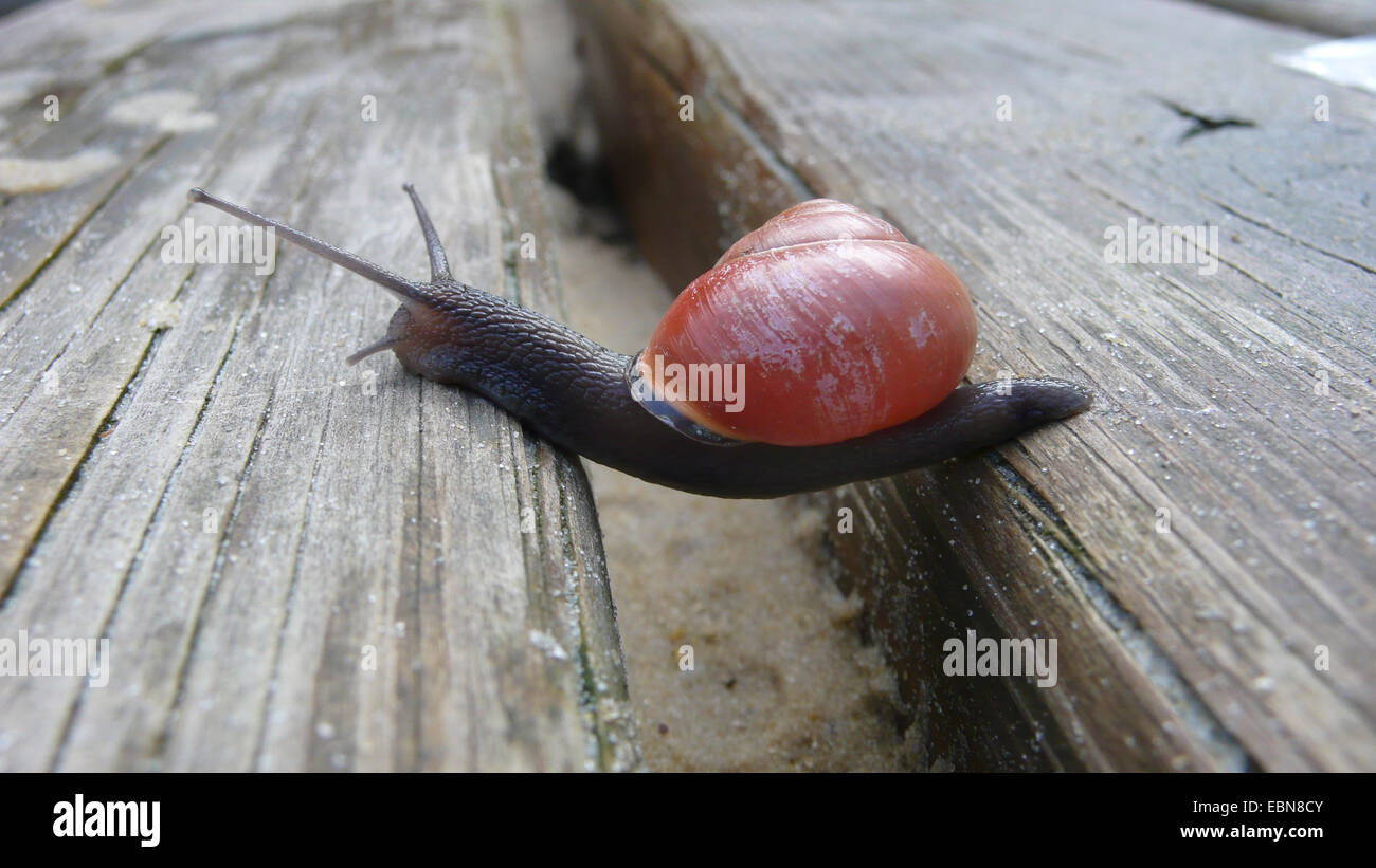 brown-lipped snail, grove snail, grovesnail, English garden snail ...
