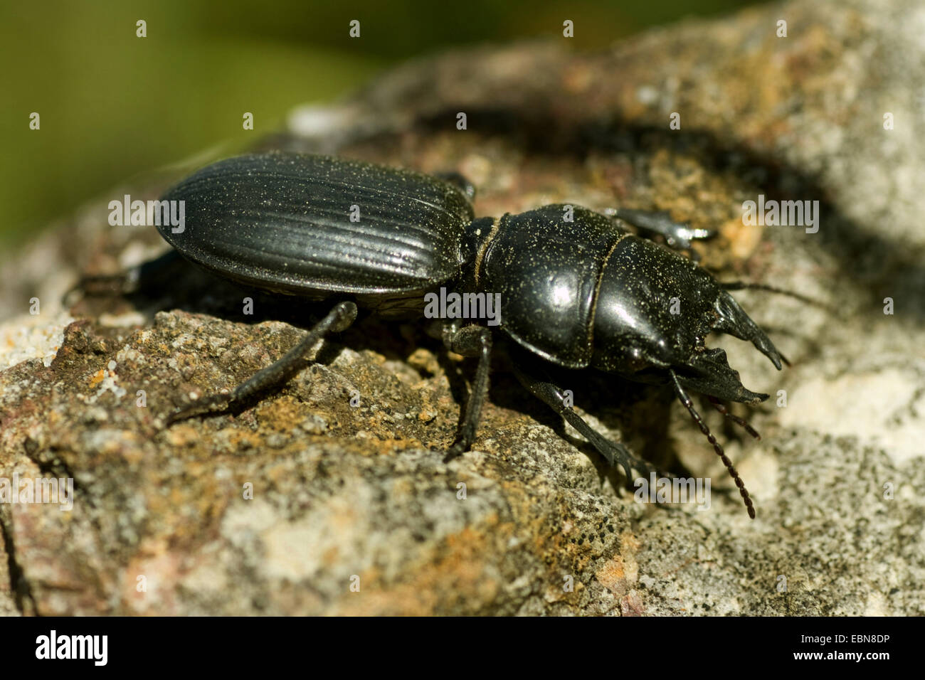 Ground Beetle (Scarites occidentalis), side view Stock Photo - Alamy