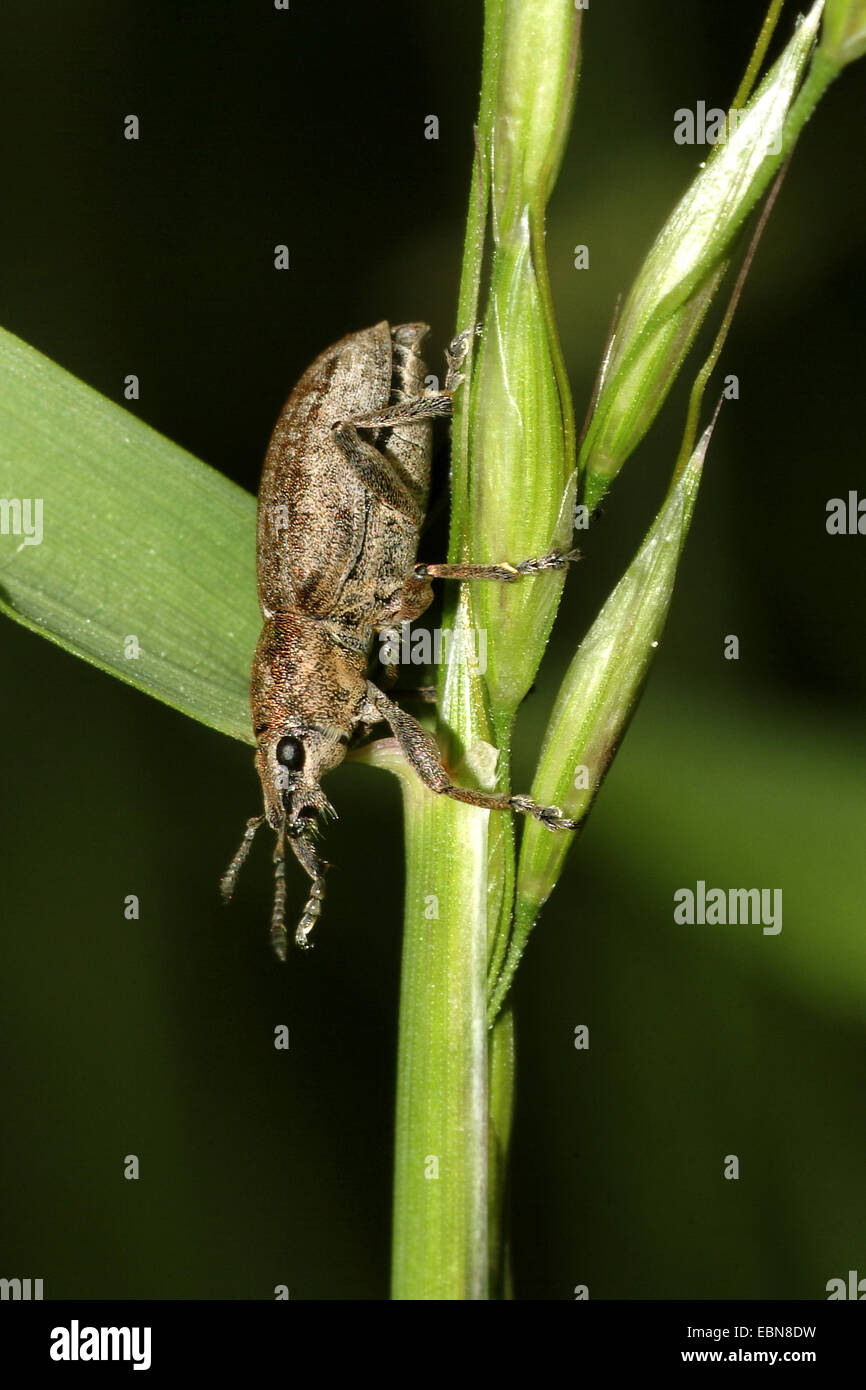 Weevil (Tanymecus palliatus), side view Stock Photo - Alamy