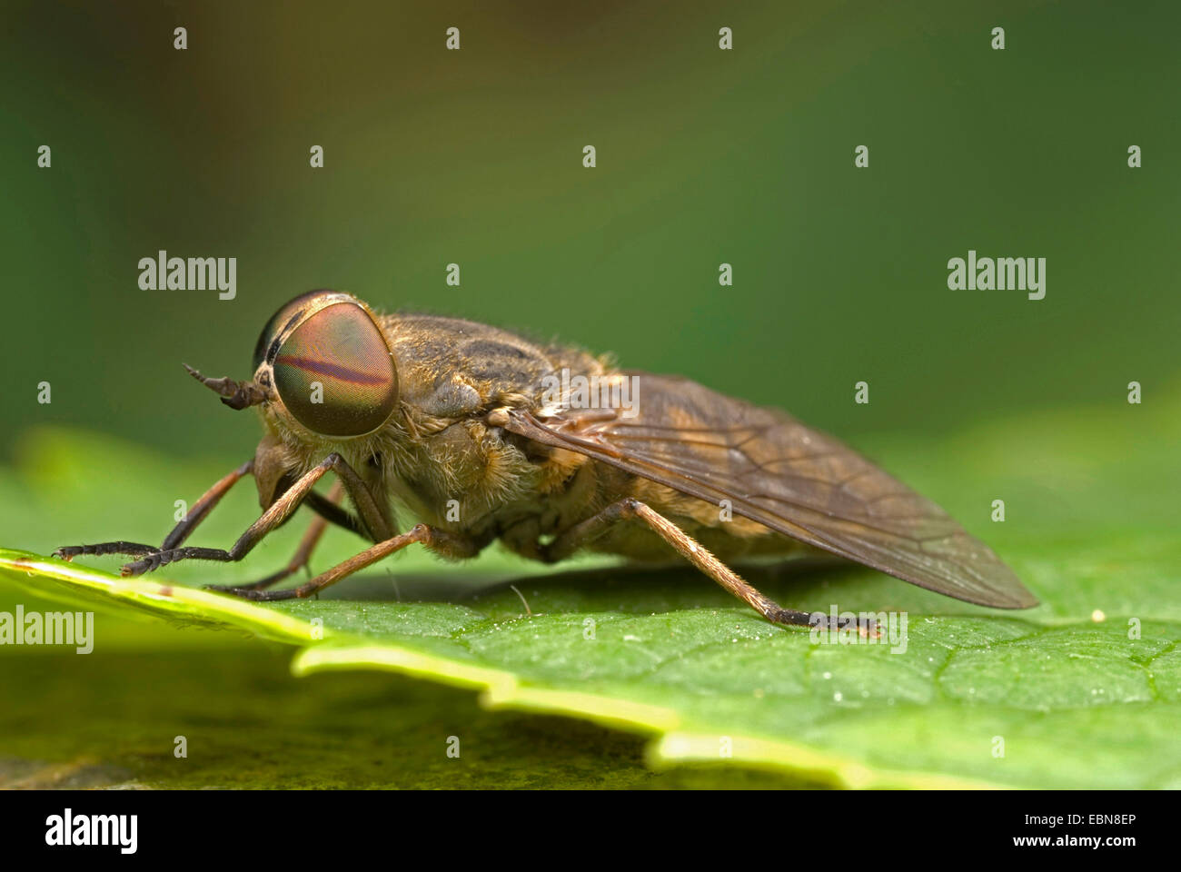 Band-eyed Brown Horsefly (Tabanus bromius), sitting on a leaf, Germany ...