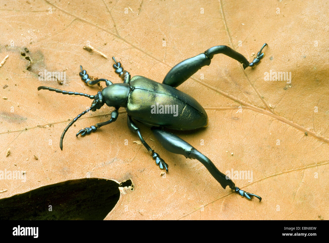 Neon beetle hi-res stock photography and images - Alamy