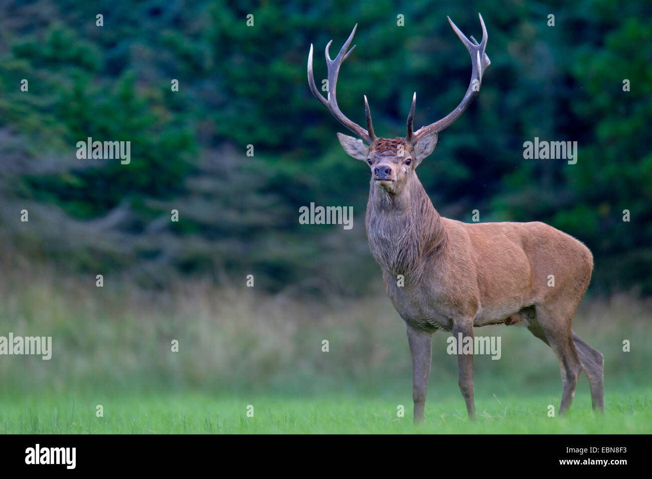 Hart in nature hi-res stock photography and images - Alamy