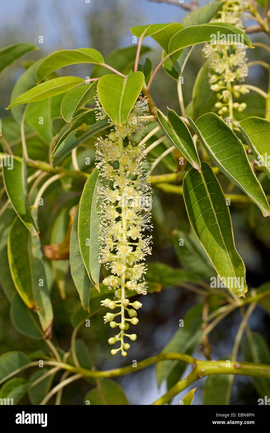 Ombu, Ombu Tree (Phytolacca dioica), blooming branch Stock Photo - Alamy