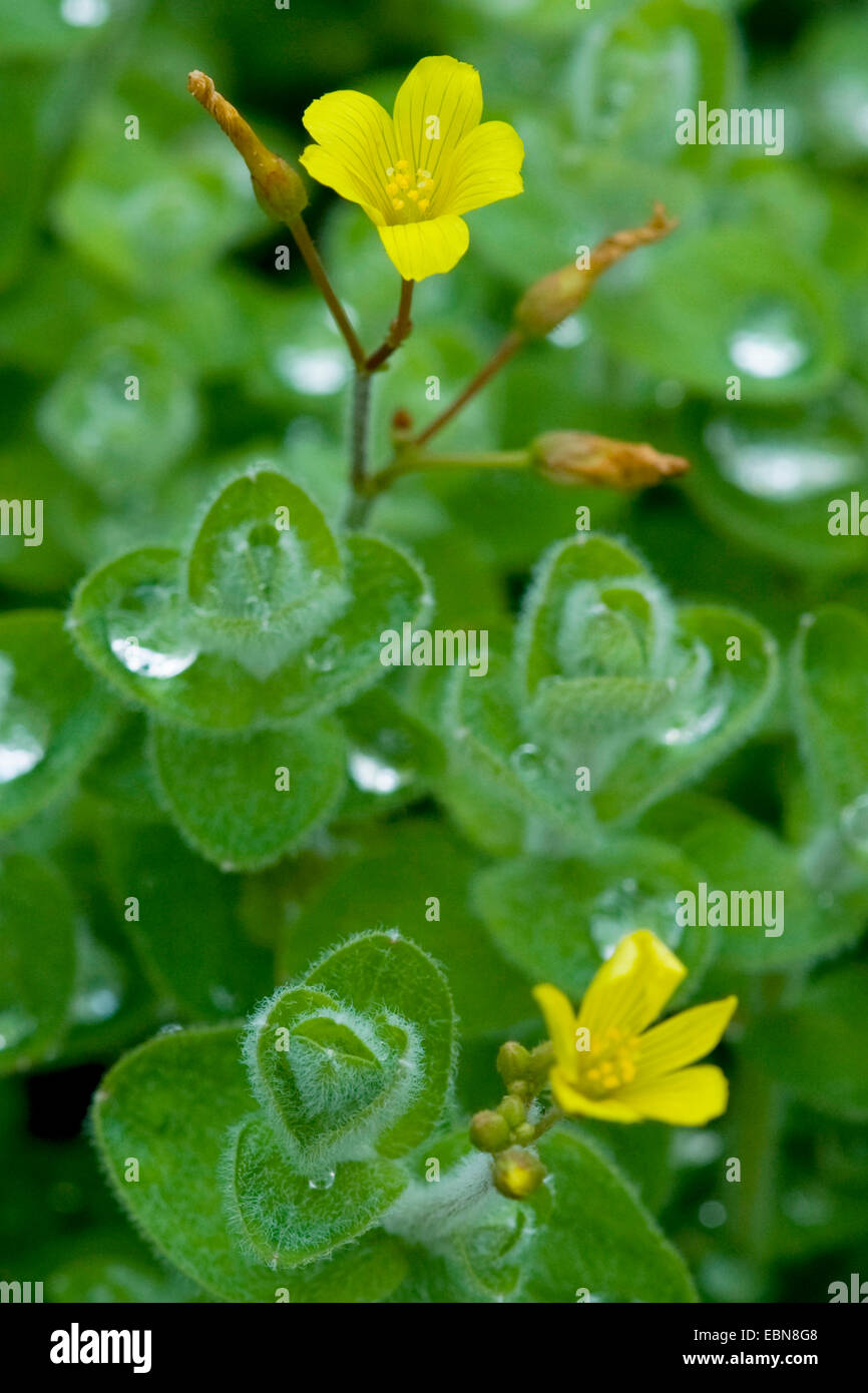 Marsh st john's wort hi-res stock photography and images - Alamy