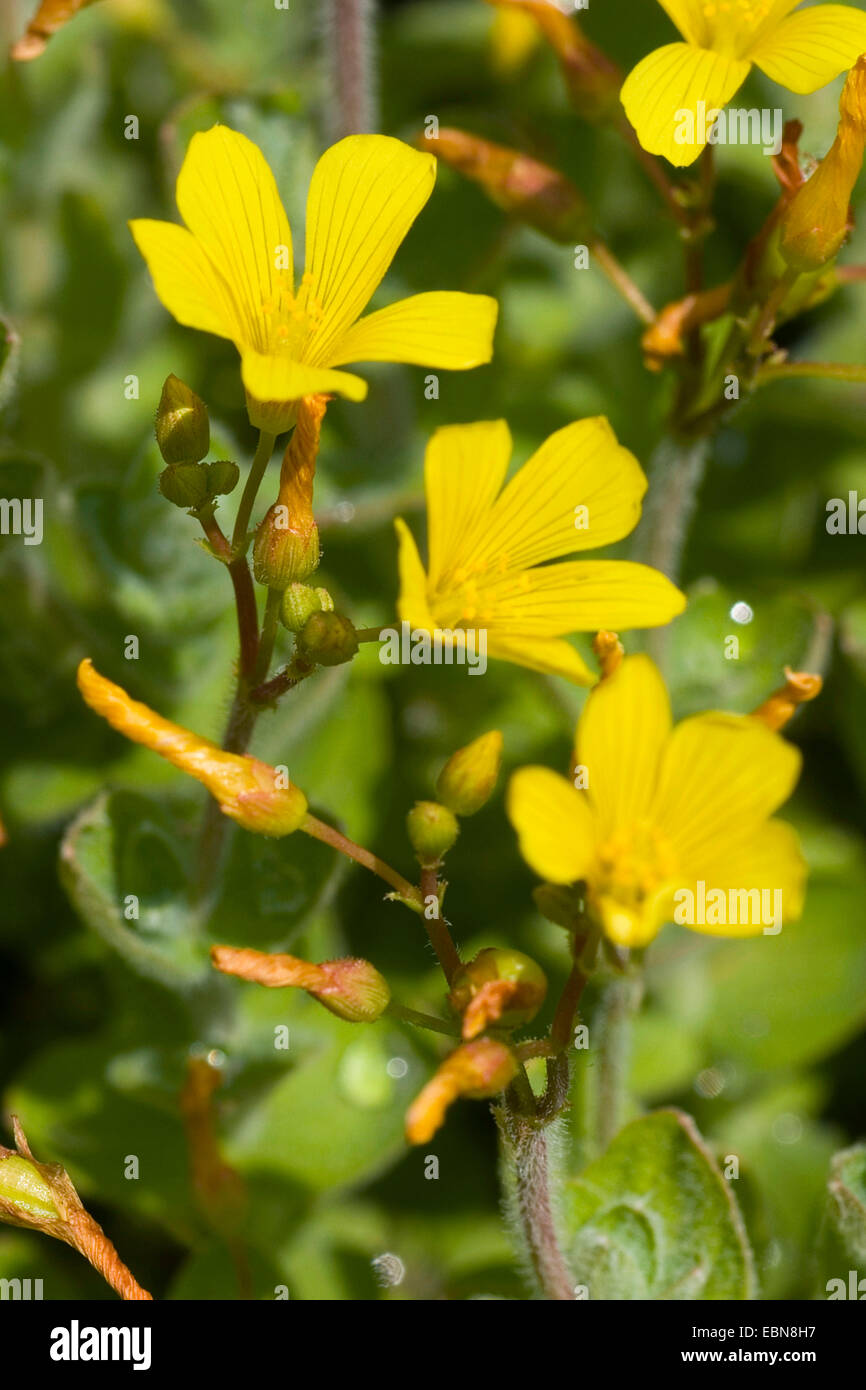 Marsh St John's-wort (Hypericum elodes), blooming, Germany Stock Photo ...