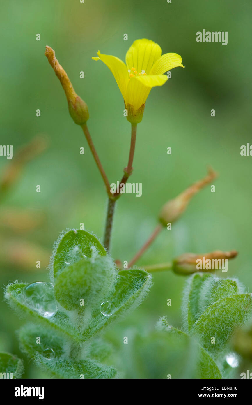 Marsh St John's-wort (Hypericum elodes), blooming, Germany Stock Photo ...