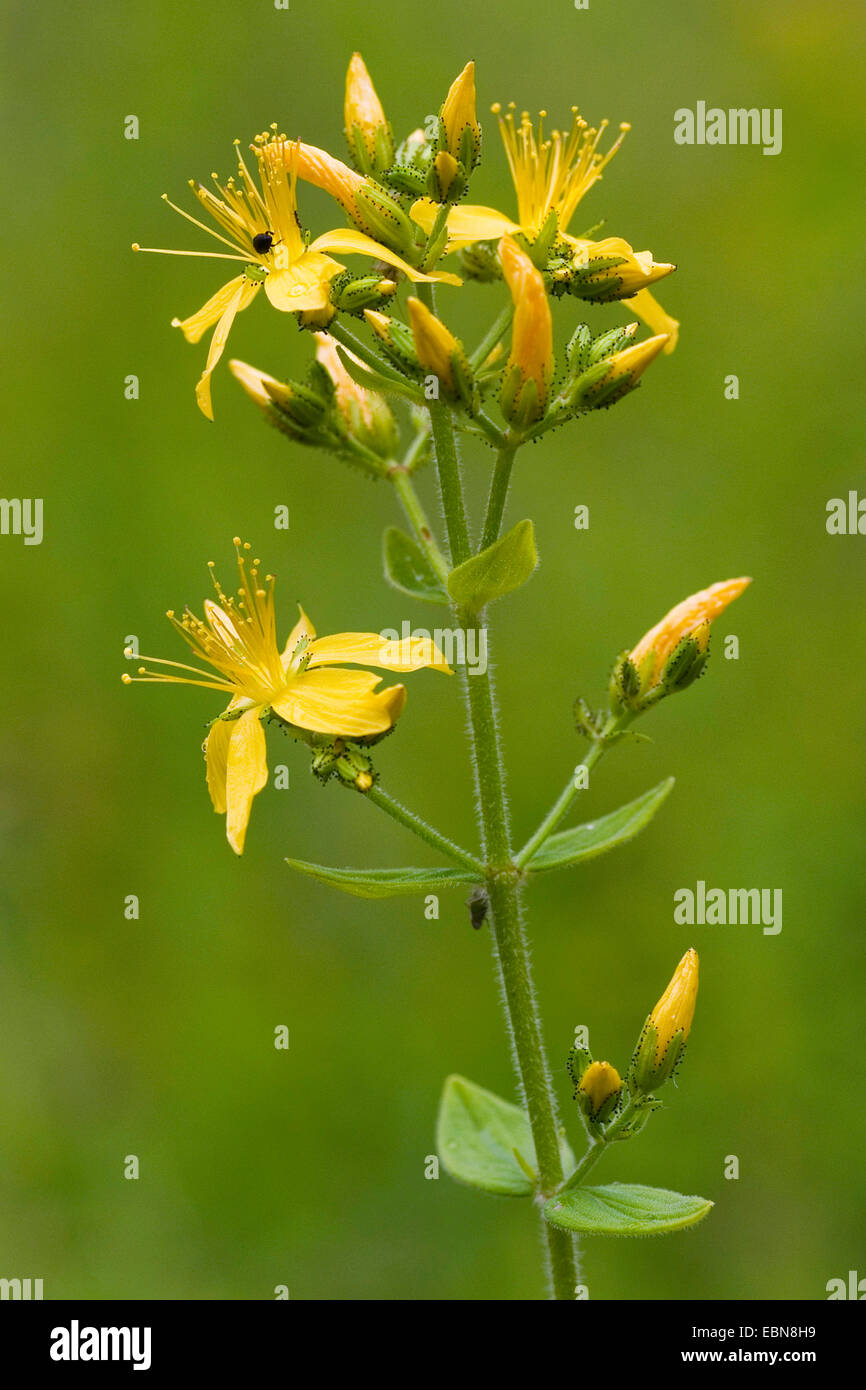 hairy St John's-wort (Hypericum hirsutum), inflorescence, Germany Stock ...