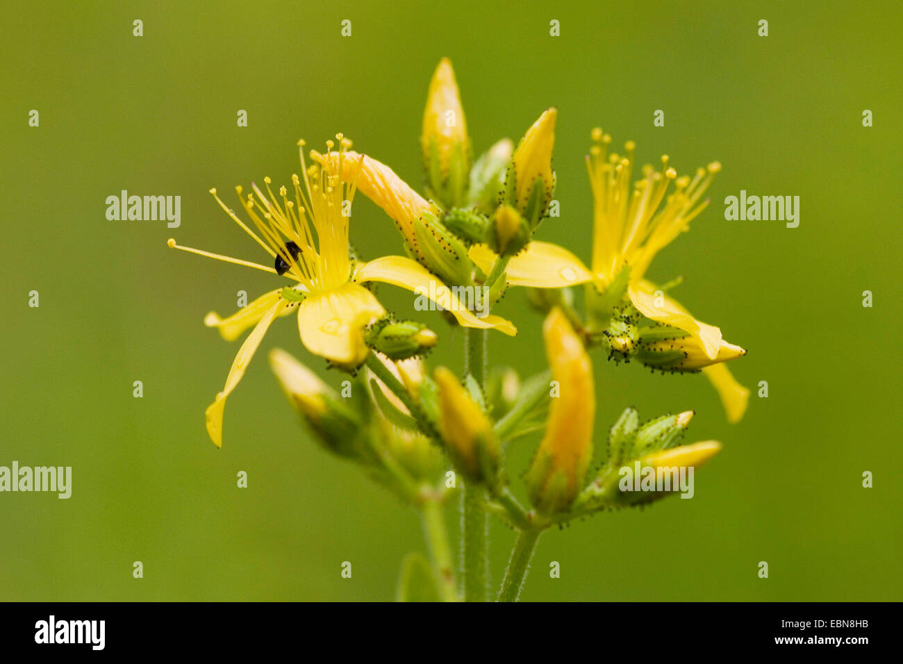 hairy St John's-wort (Hypericum hirsutum), inflorescence, Germany Stock ...