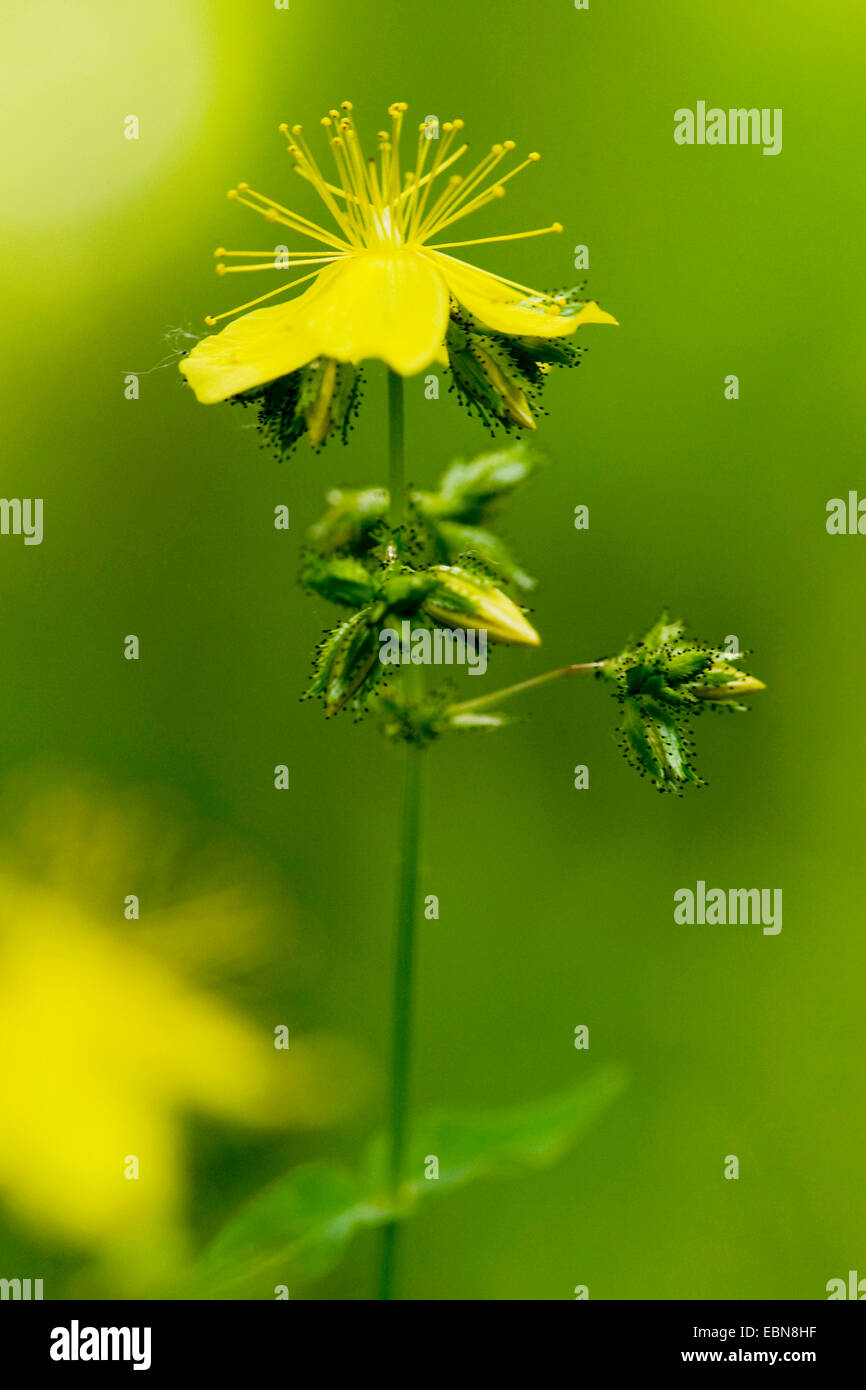 Pale st johns wort hi-res stock photography and images - Alamy