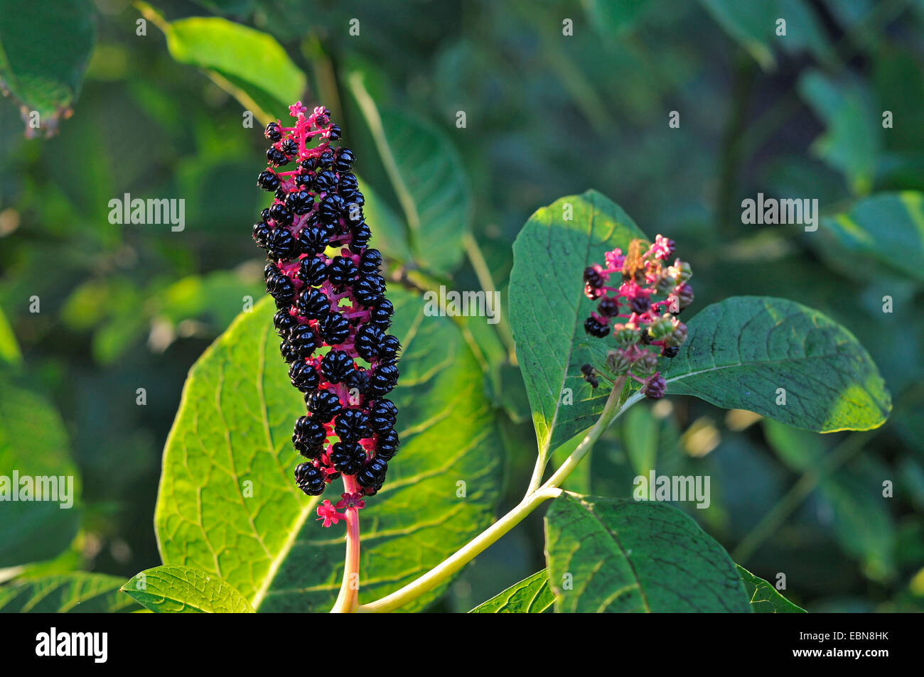 Pokeweed, Indian poke, Red-ink Plant, Indian Pokeweed (Phytolacca ...