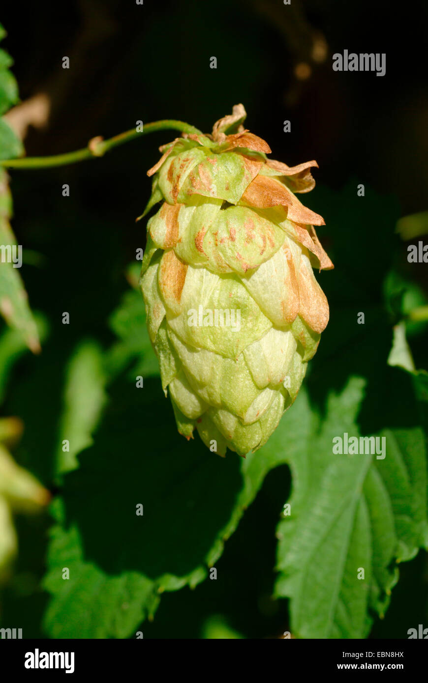 Female plant with infructescence hi-res stock photography and images ...