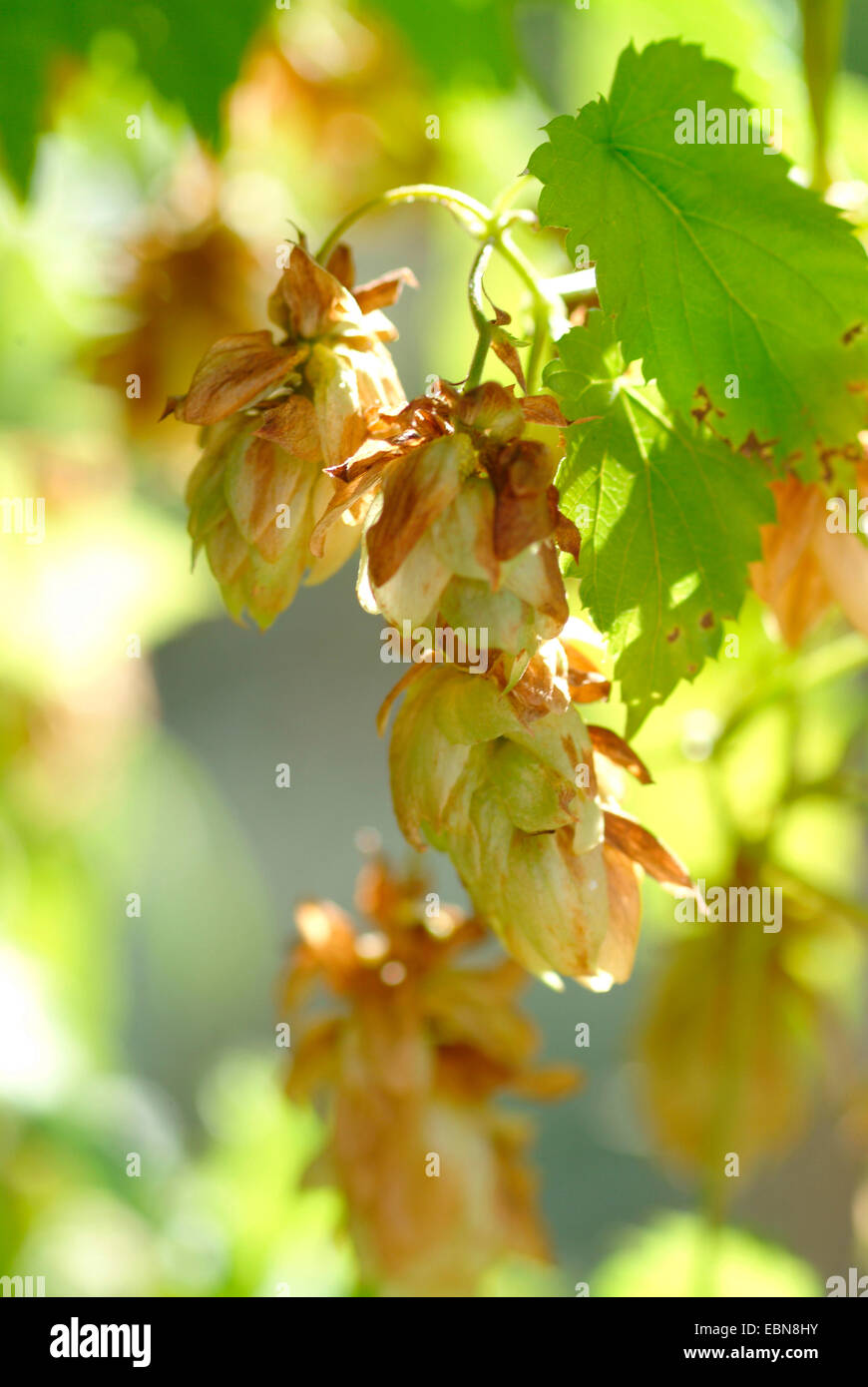 Female hop flowers hi-res stock photography and images - Alamy