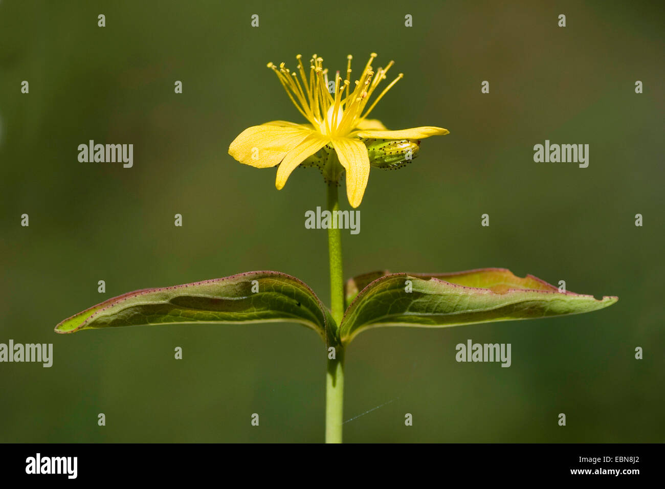 Pale St John's-wort (Hypericum montanum), blooming, Germany Stock Photo ...